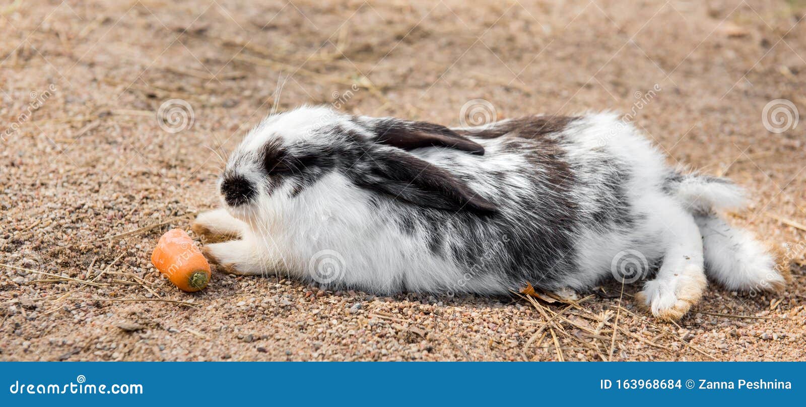 Cute White Easter Rabbit Eating Carrot Outside Stock Photo - Image of ...