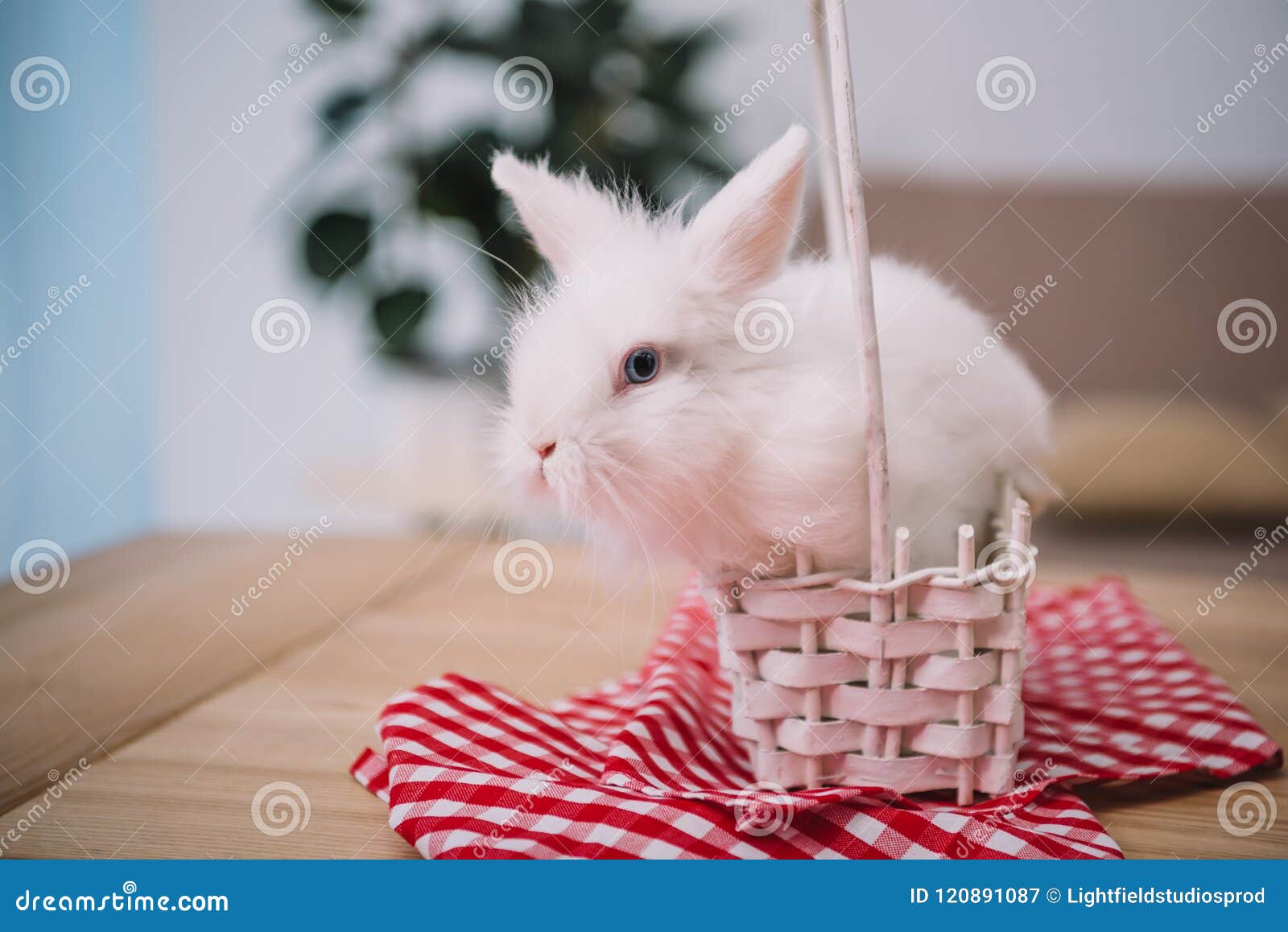 Cute White Easter Rabbit Sitting Stock Image - Image of easter ...