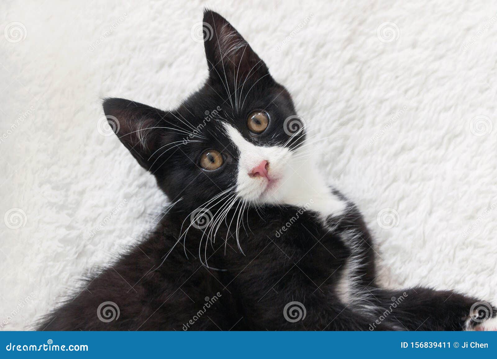 Cute White Face Black Kitten Cat on White Blanket Stock Image - Image ...