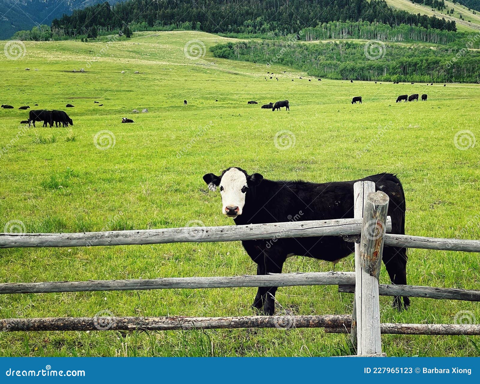 Cute White Face Cow on a Farm Stock Image - Image of land, countryside ...