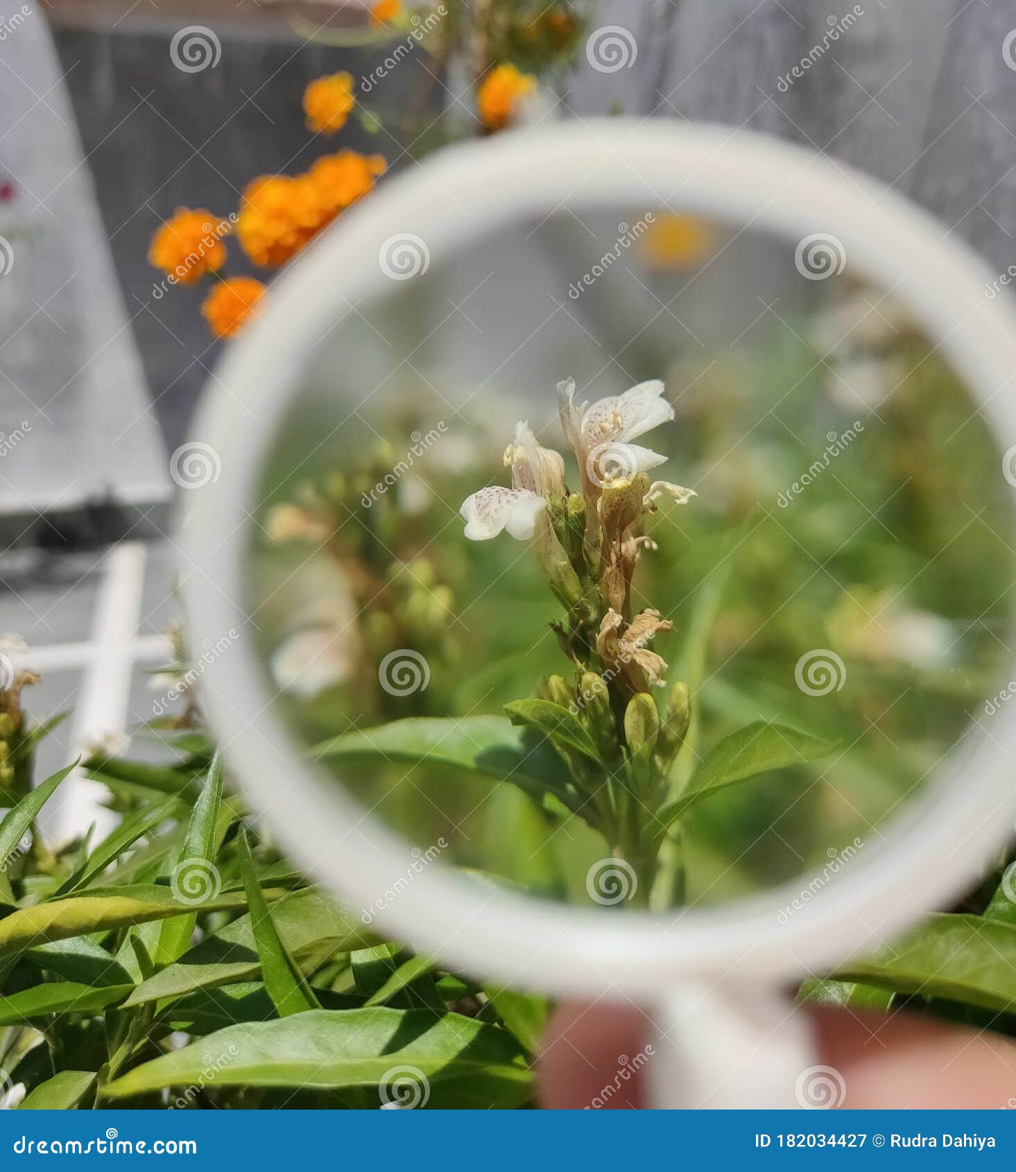 Cute White Flower Observed Under Magnifying Glass Stock Image - Image ...