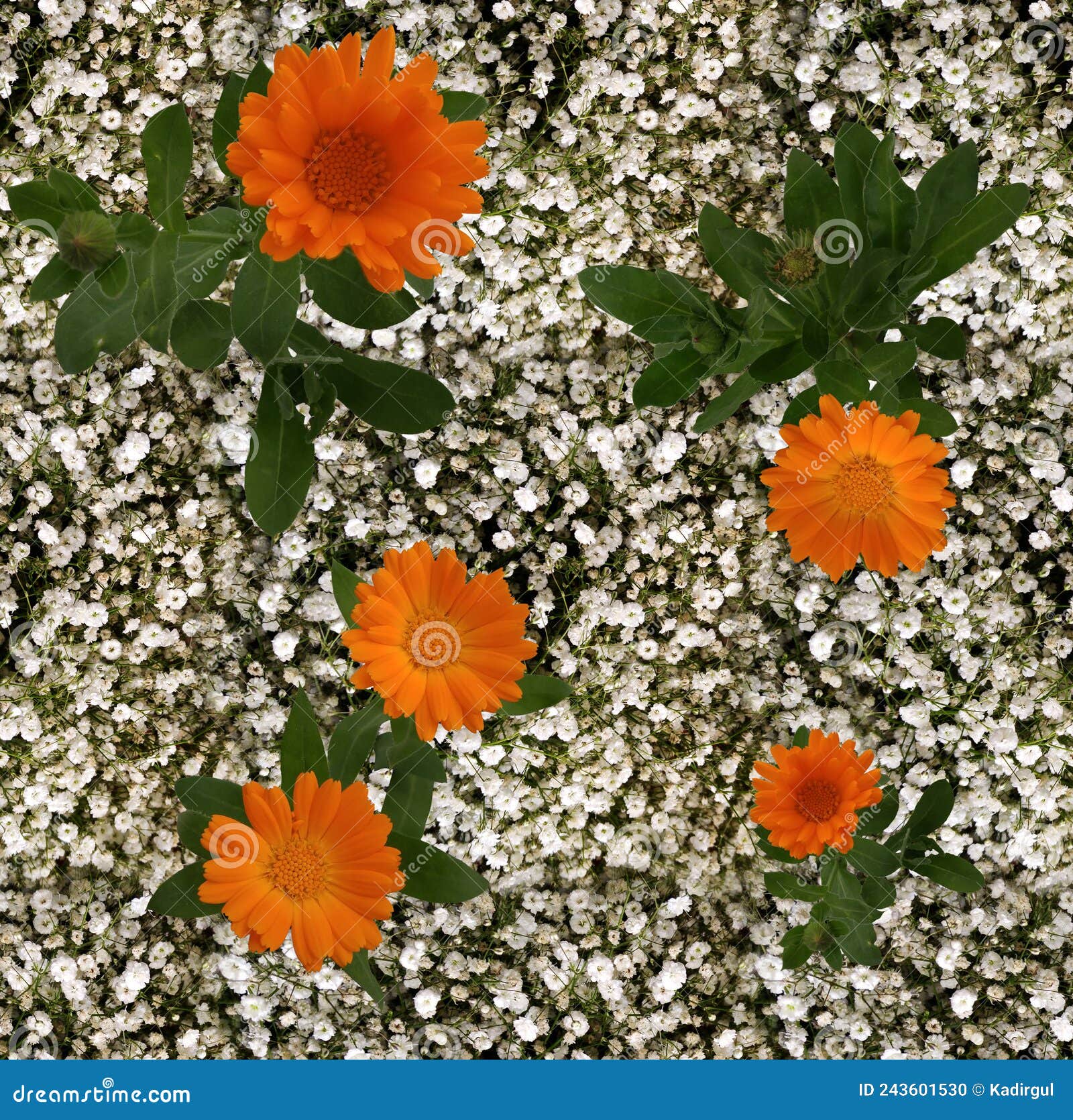 Cute White Flower Seamless Background Stock Photo - Image of liveliness ...