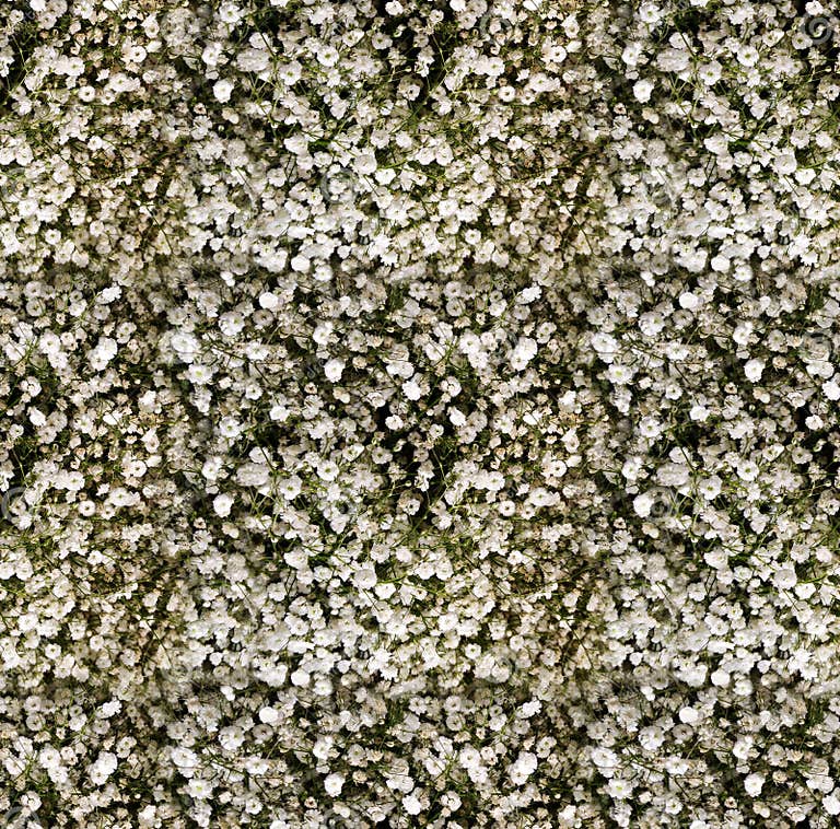 Cute White Flower Seamless Background Stock Image - Image of luxury ...