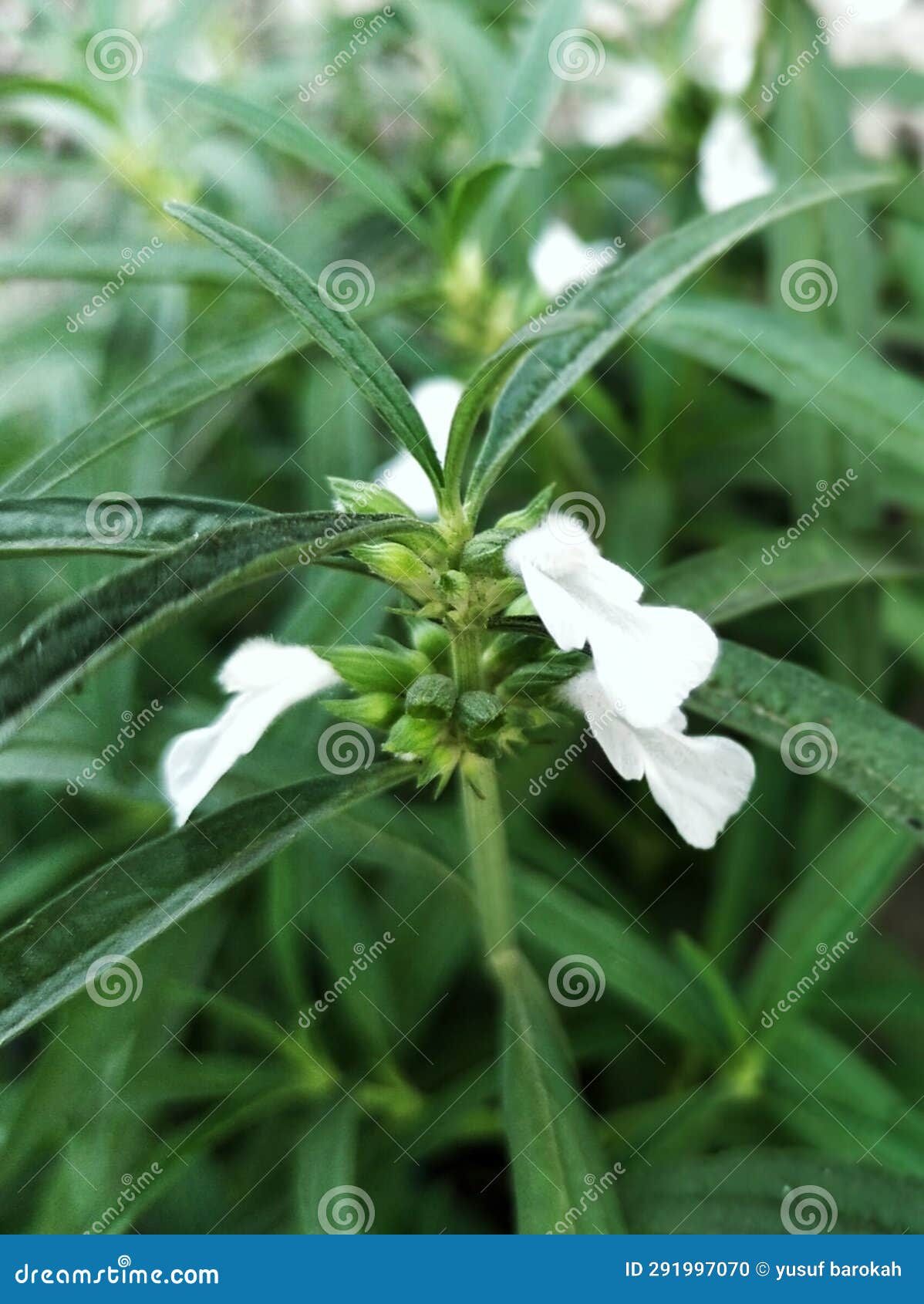 Cute White flowers stock photo. Image of crop, petal - 291997070