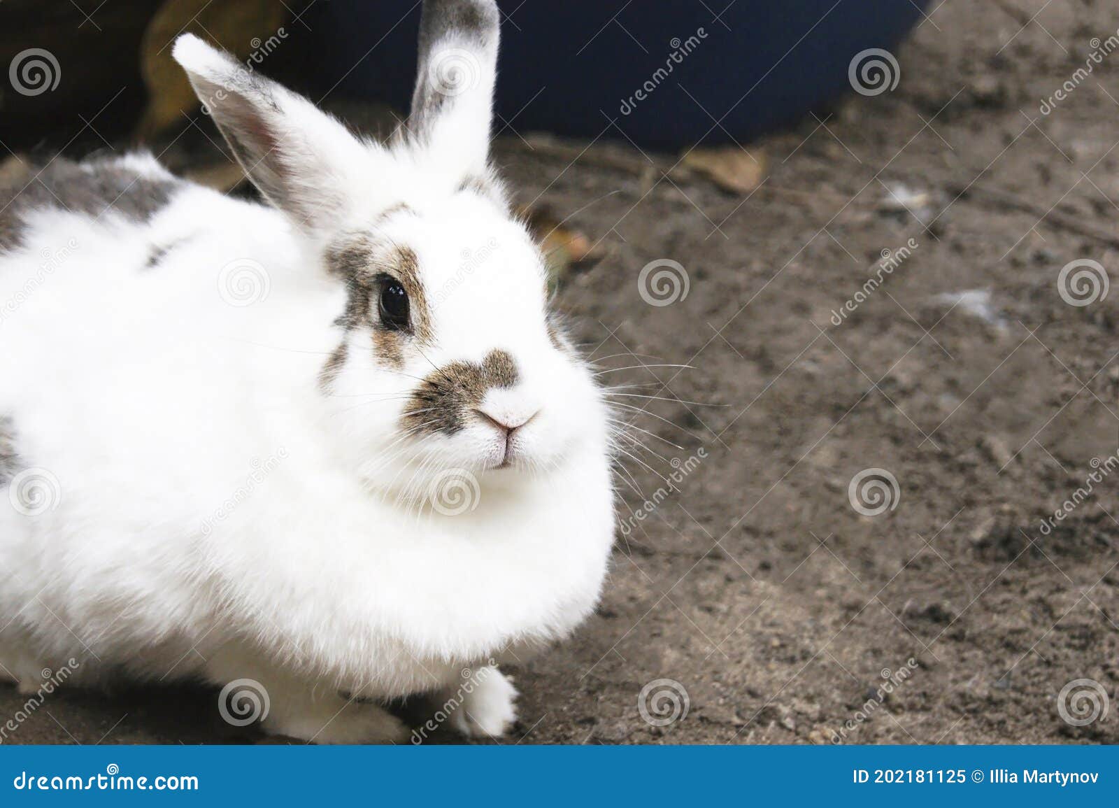 Cute White Fluffy Rabbit Outdoors Stock Image - Image of little, animal ...