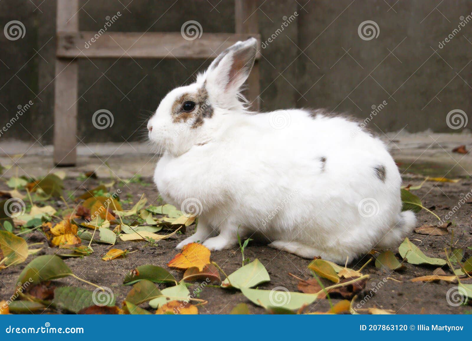 Cute White Fluffy Rabbit Outdoors Stock Photo - Image of meadow, lawn ...