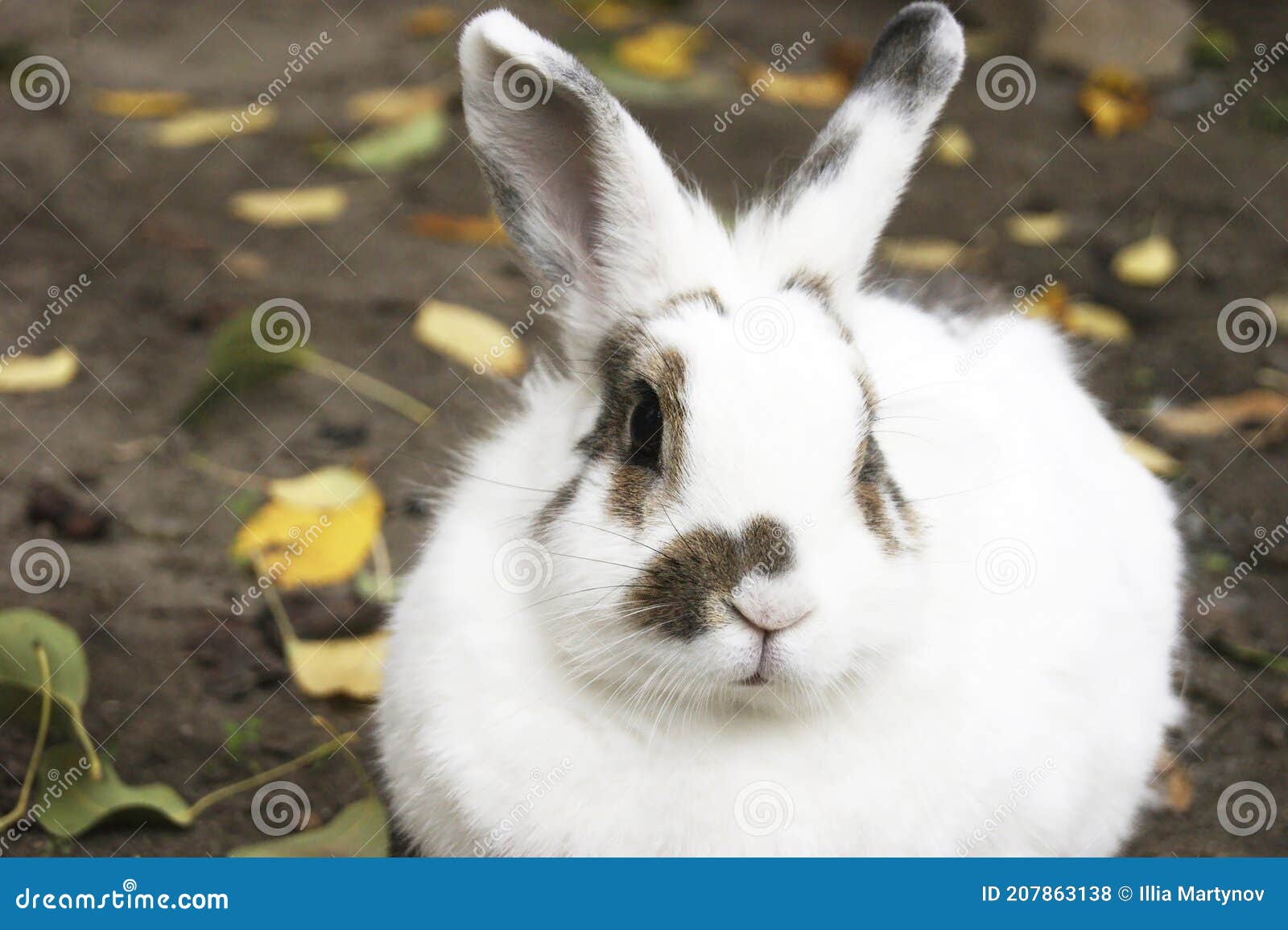Cute White Fluffy Rabbit Outdoors Stock Photo - Image of animal ...