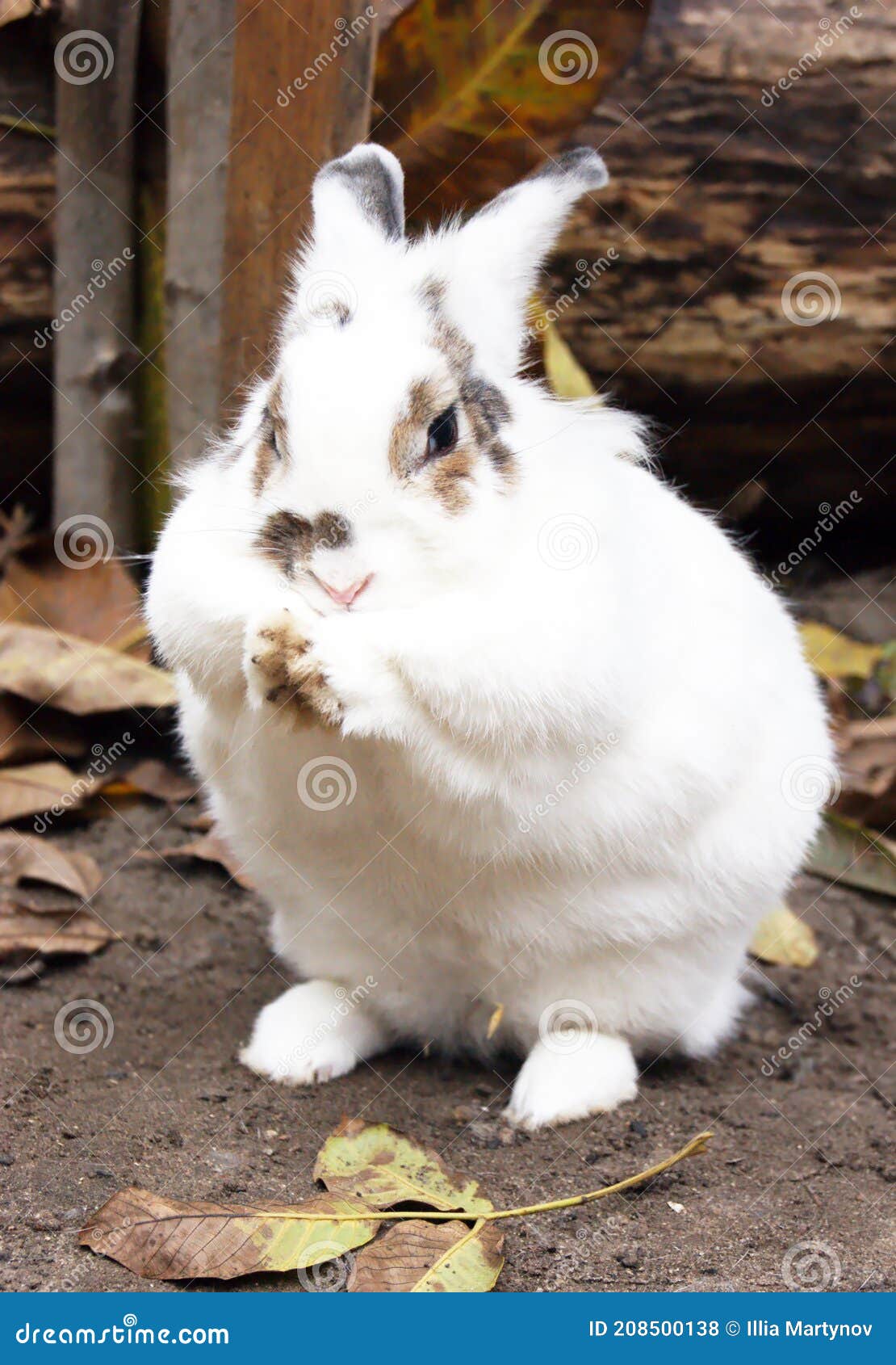 Cute White Fluffy Rabbit Outdoors Stock Photo - Image of animal, funny ...