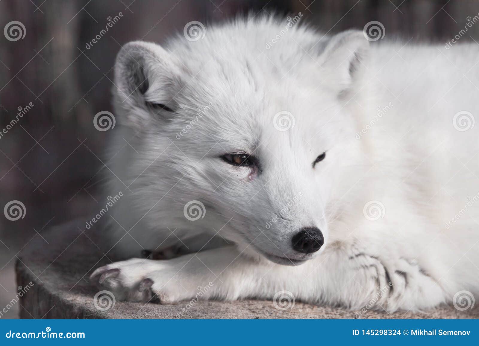 Cute White Fox Muzzle Close-up, in the Winter Fur Stock Photo - Image ...