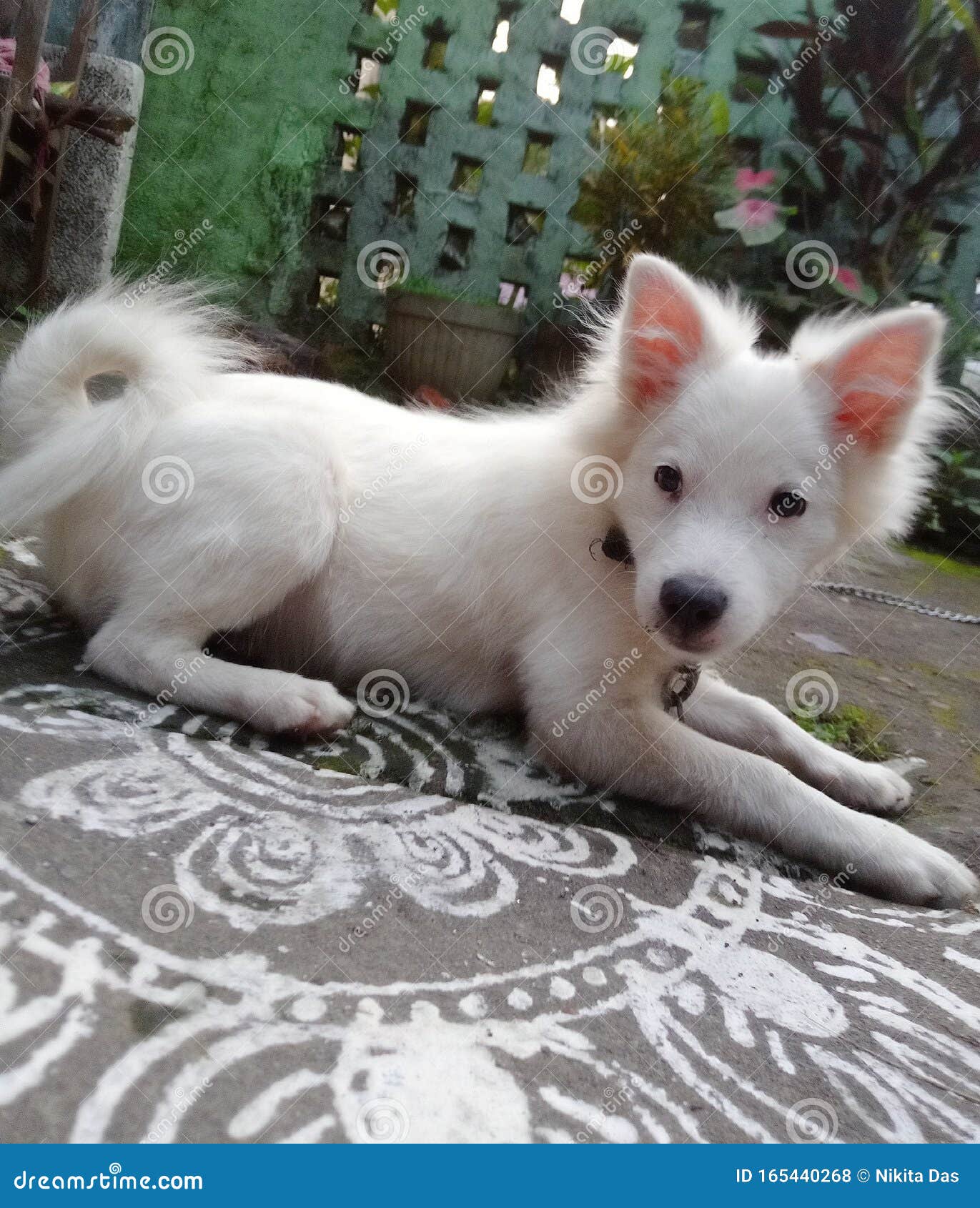 Cute White German Spitz Puppy Dog Stock Photo - Image of puppy, white ...