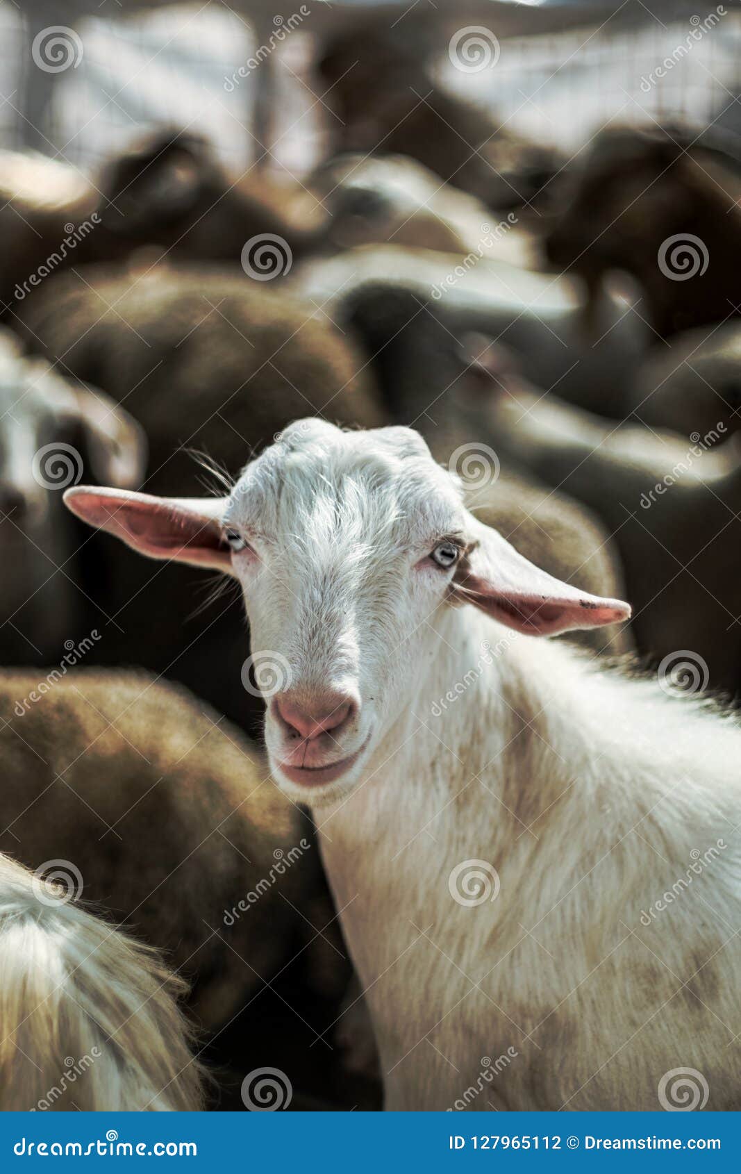 Cute White Goat at farm stock photo. Image of farm, mammal - 127965112