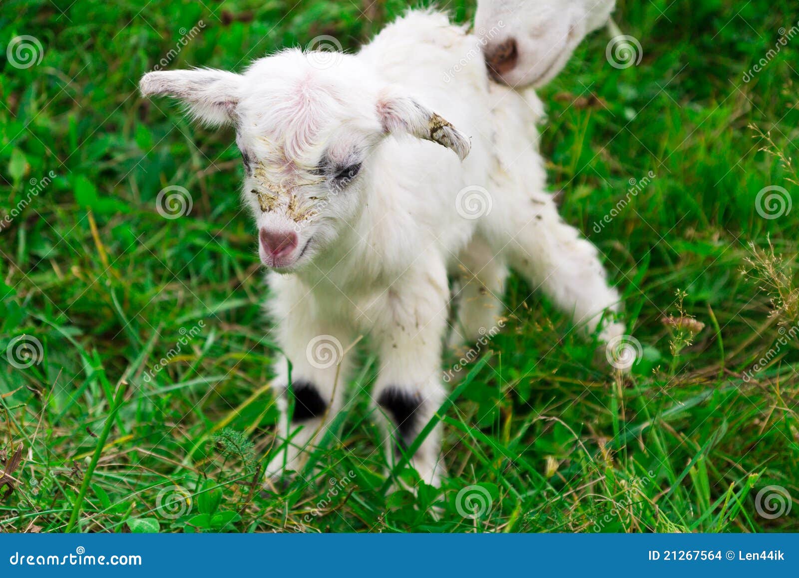 Cute white goat kid stock photo. Image of head, agriculture - 21267564