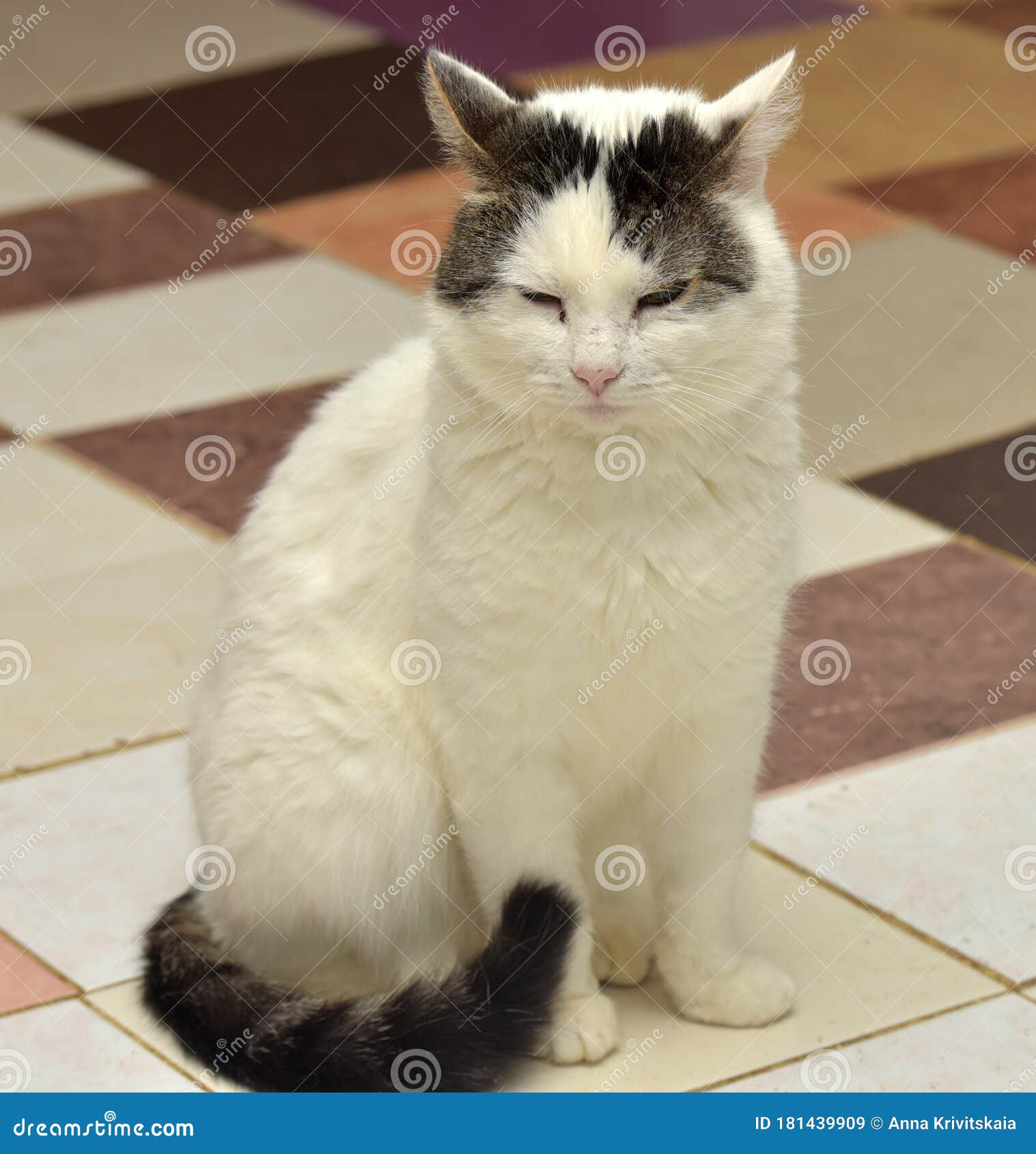 White with gray ears cat stock image. Image of gray - 181439909