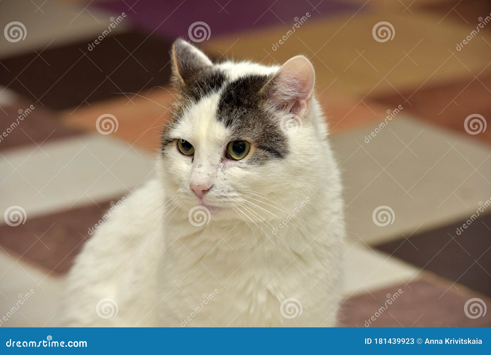 White with gray ears cat stock image. Image of kitten - 181439923