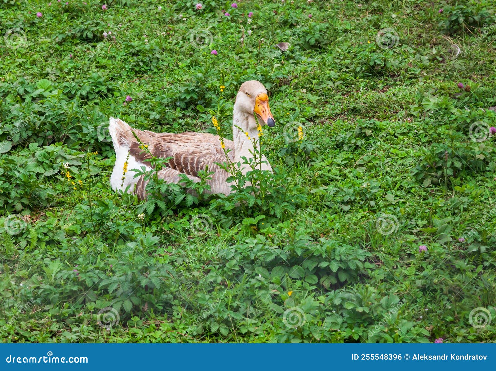 Cute White and Gray Seating Duck on the Grass. Side View of White Duck ...