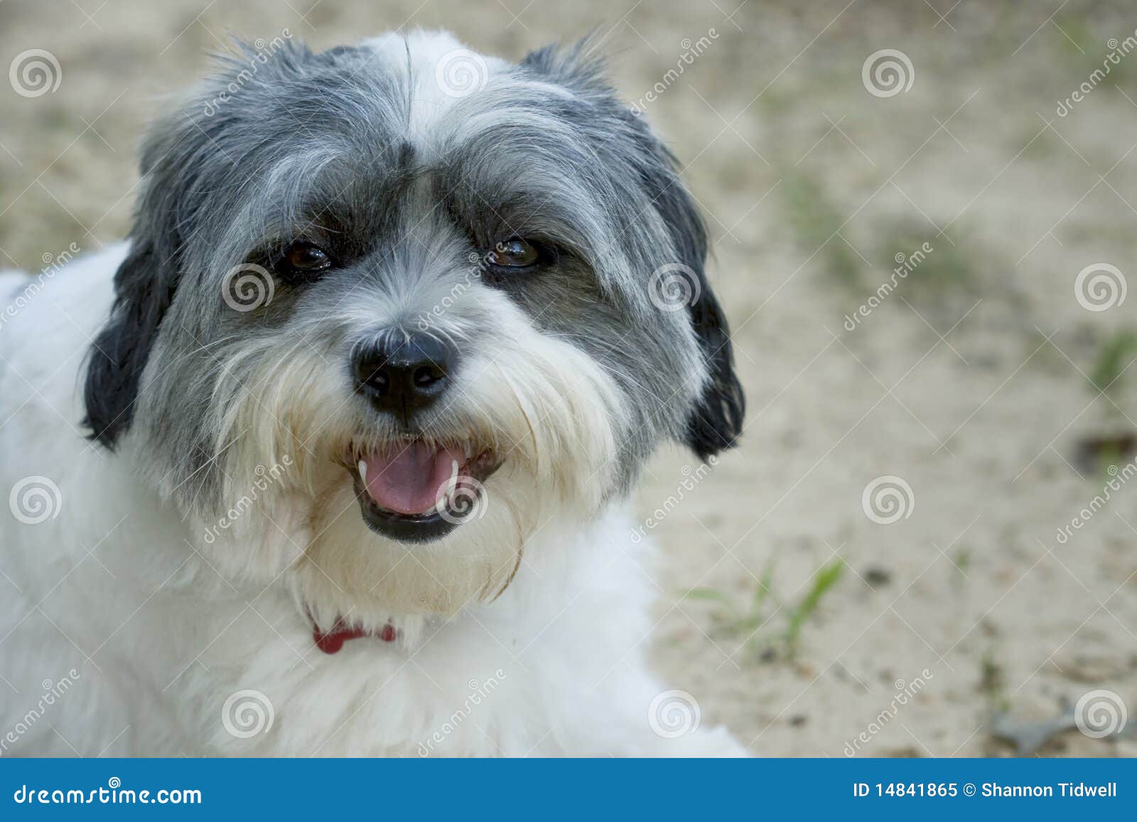 Cute White & Grey Dog In Sand Royalty Free Stock Photo - Image: 14841865