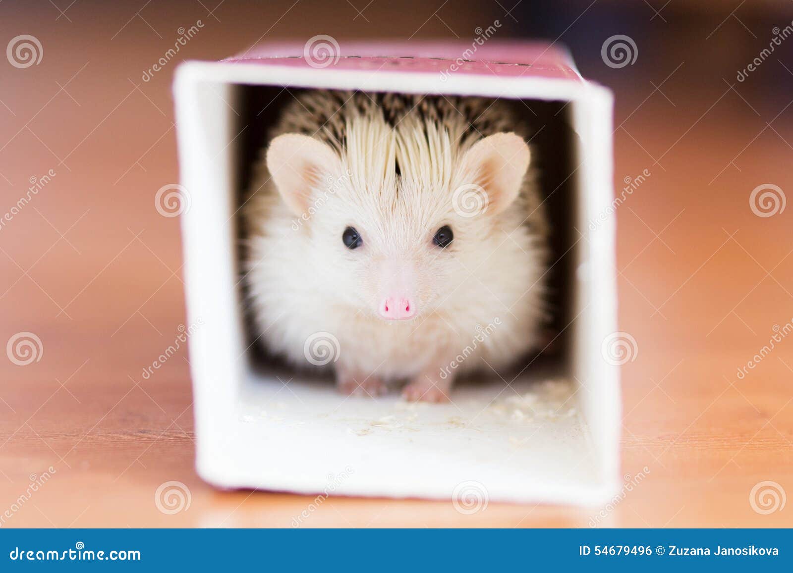 Cute White Hedgehog Hiding in a Box Stock Photo - Image of view ...