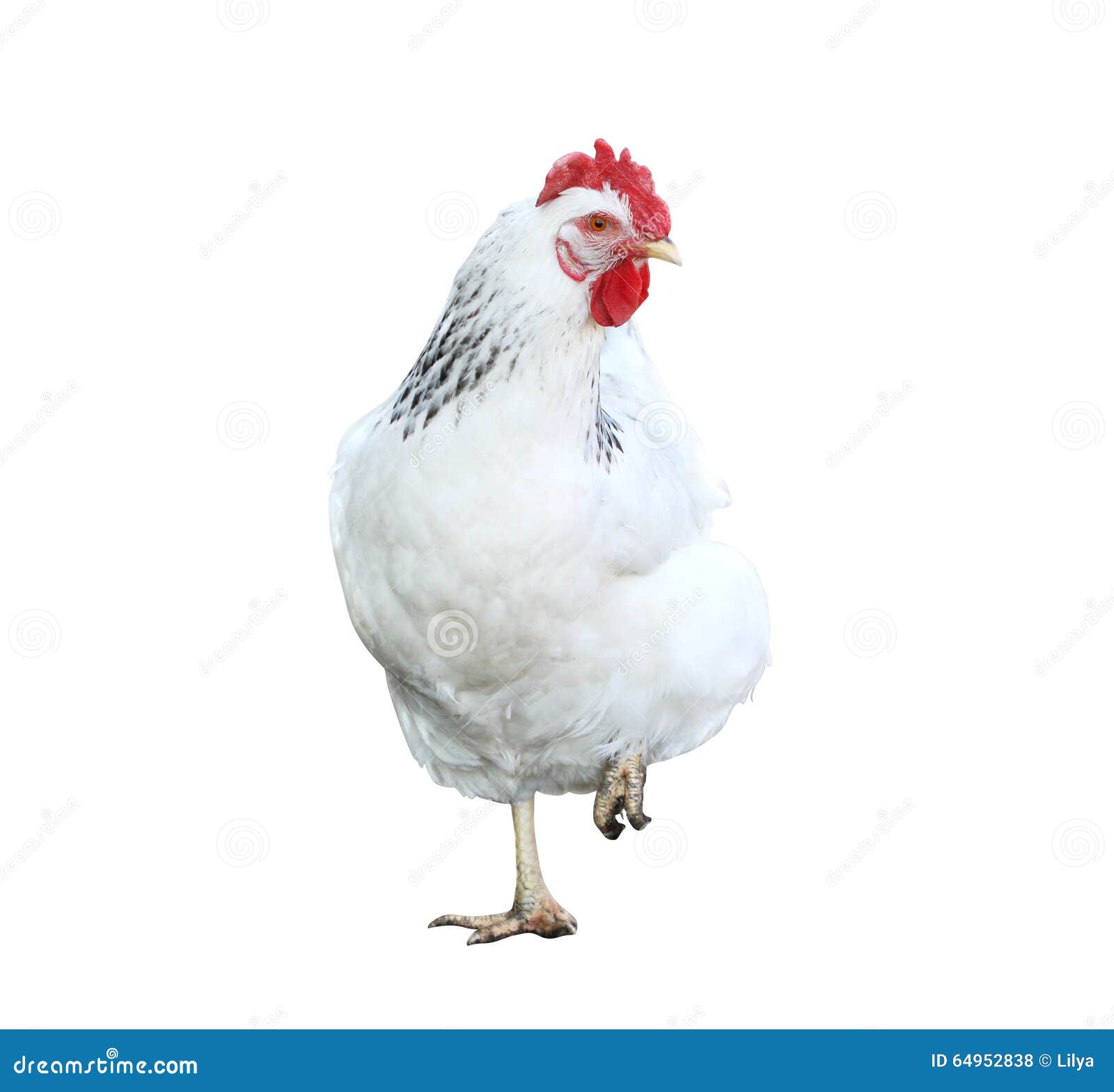 Cute white hen, isolated stock photo. Image of cute, livestock - 64952838