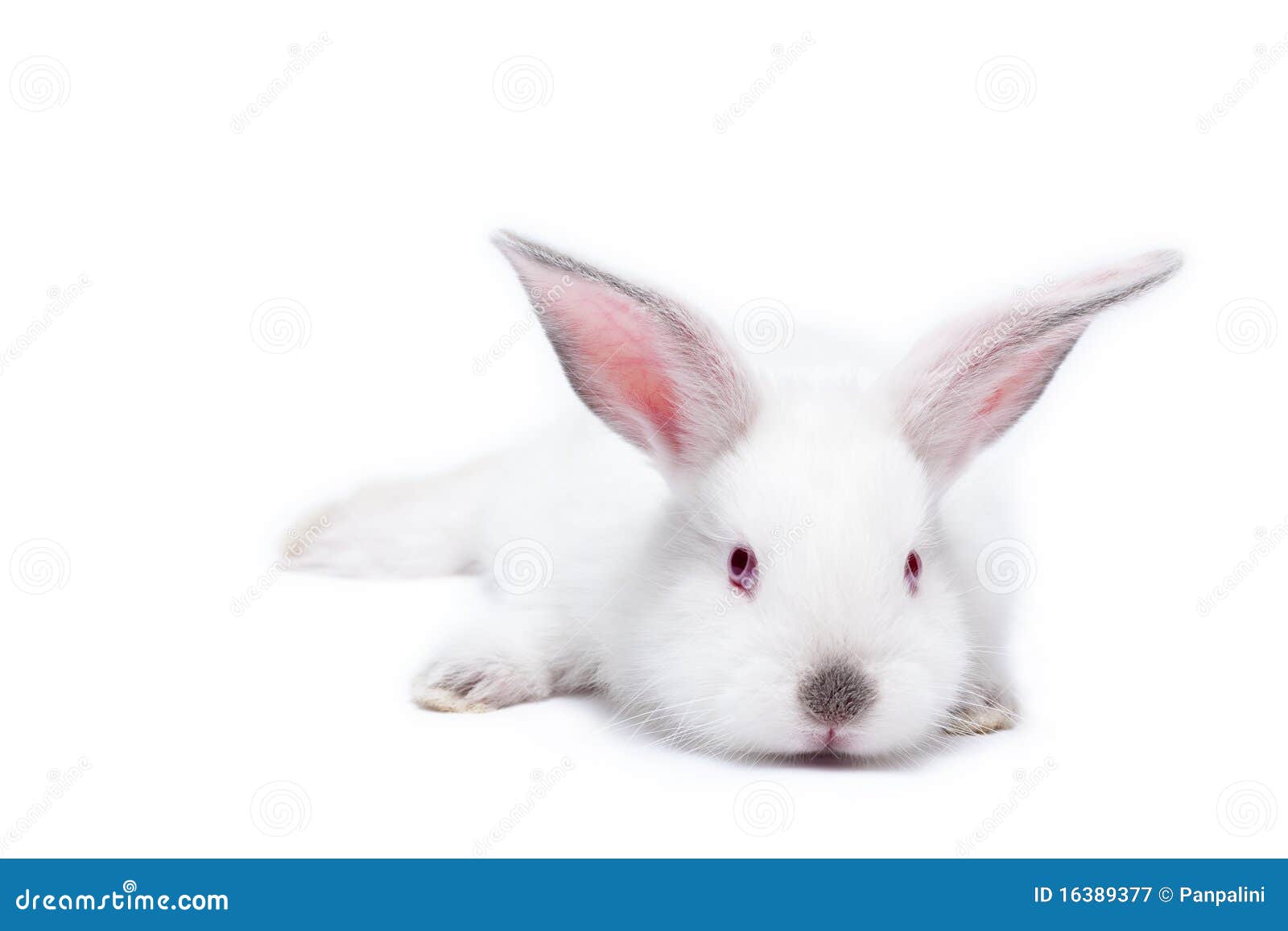 Cute White Isolated Baby Rabbit Stock Image - Image of claw, white ...