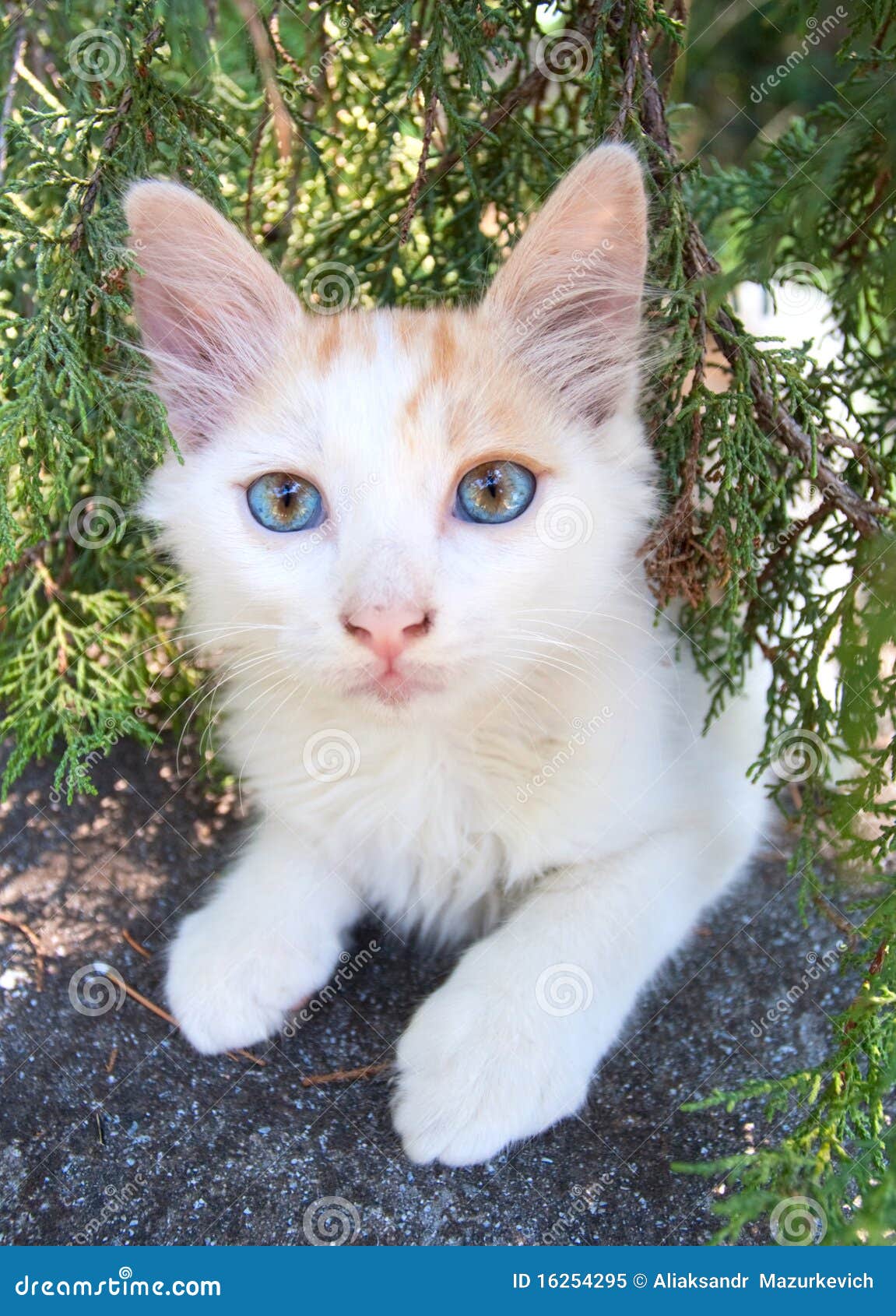 Cute white kitten stock image. Image of baby, mammal - 16254295