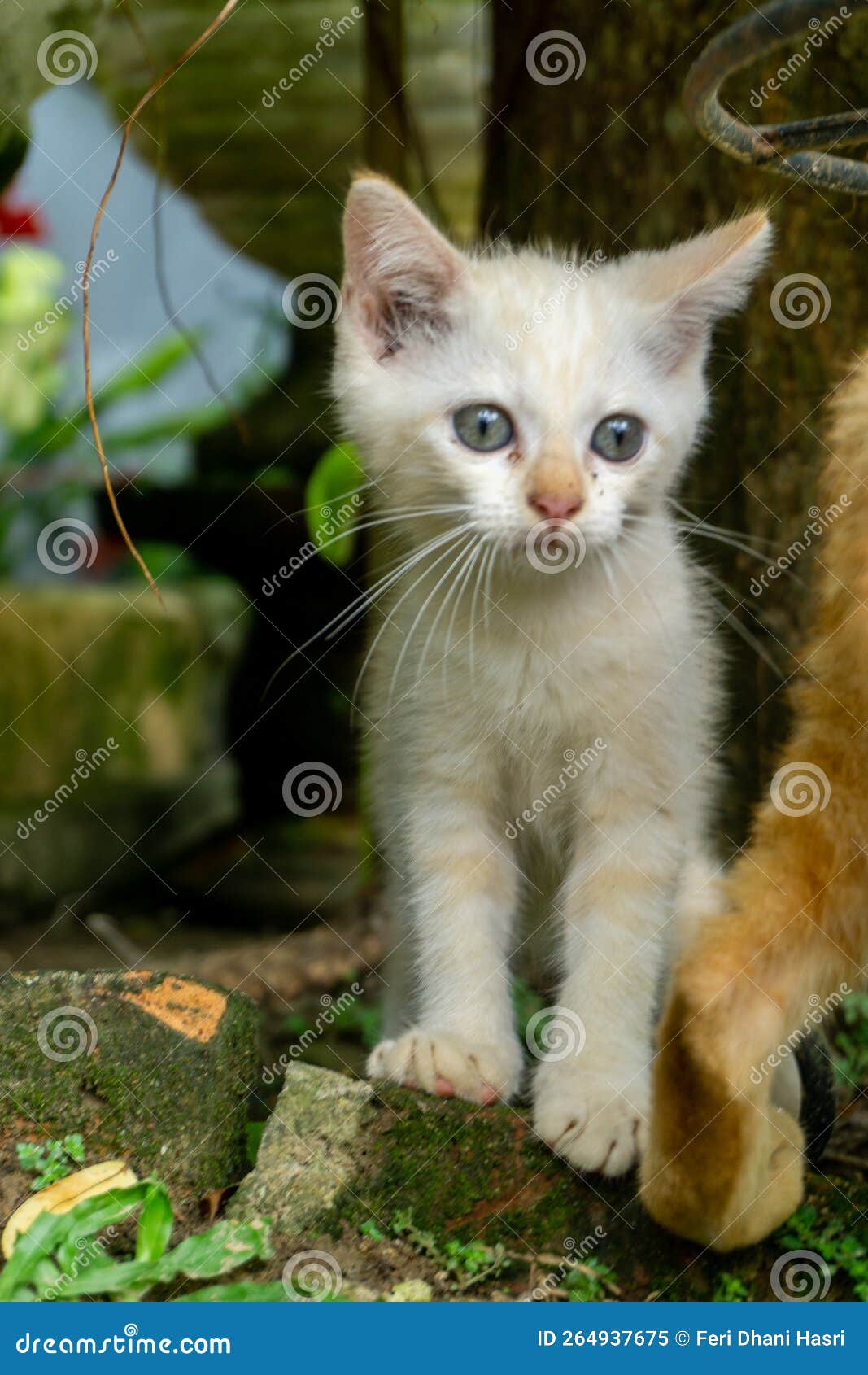 Cute White Kitten Looking. White Little Cat Playing in the Garden Stock ...