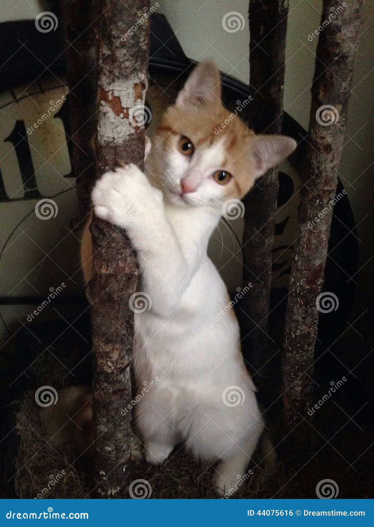 Cute white kitten waiting stock photo. Image of cute - 44075616