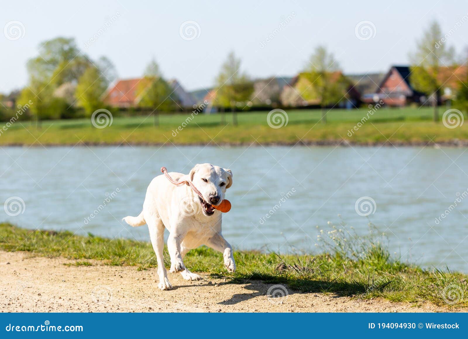 Cute White Labrador Dog Running in a Park Stock Photo - Image of ...