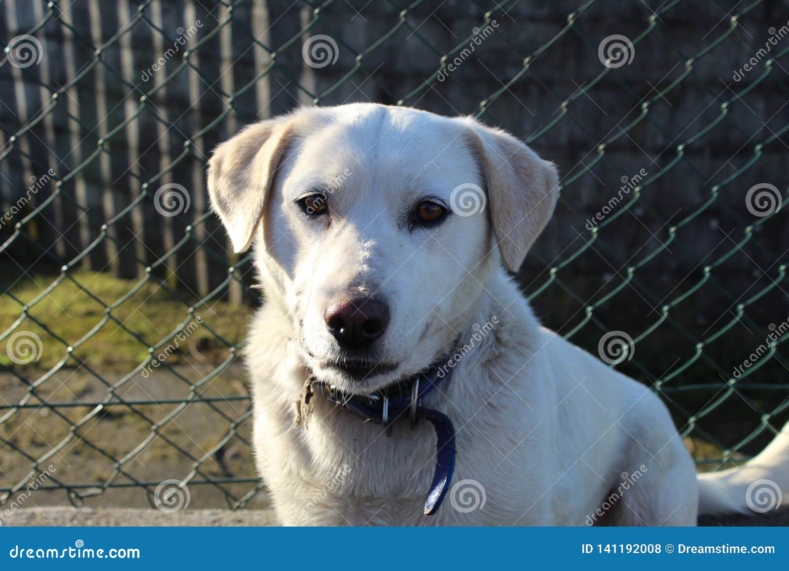 Cute White Labrador Dog Smile Stock Photo - Image of beautiful, head ...