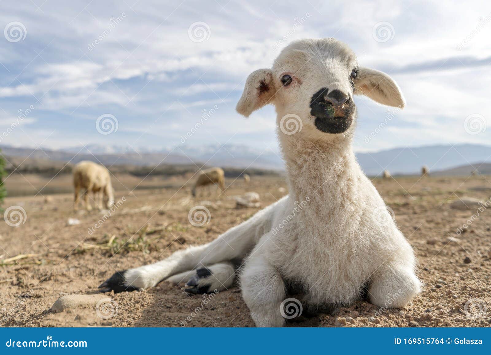 Cute White Lamb with Black Nose Looking into Camera Stock Photo - Image ...