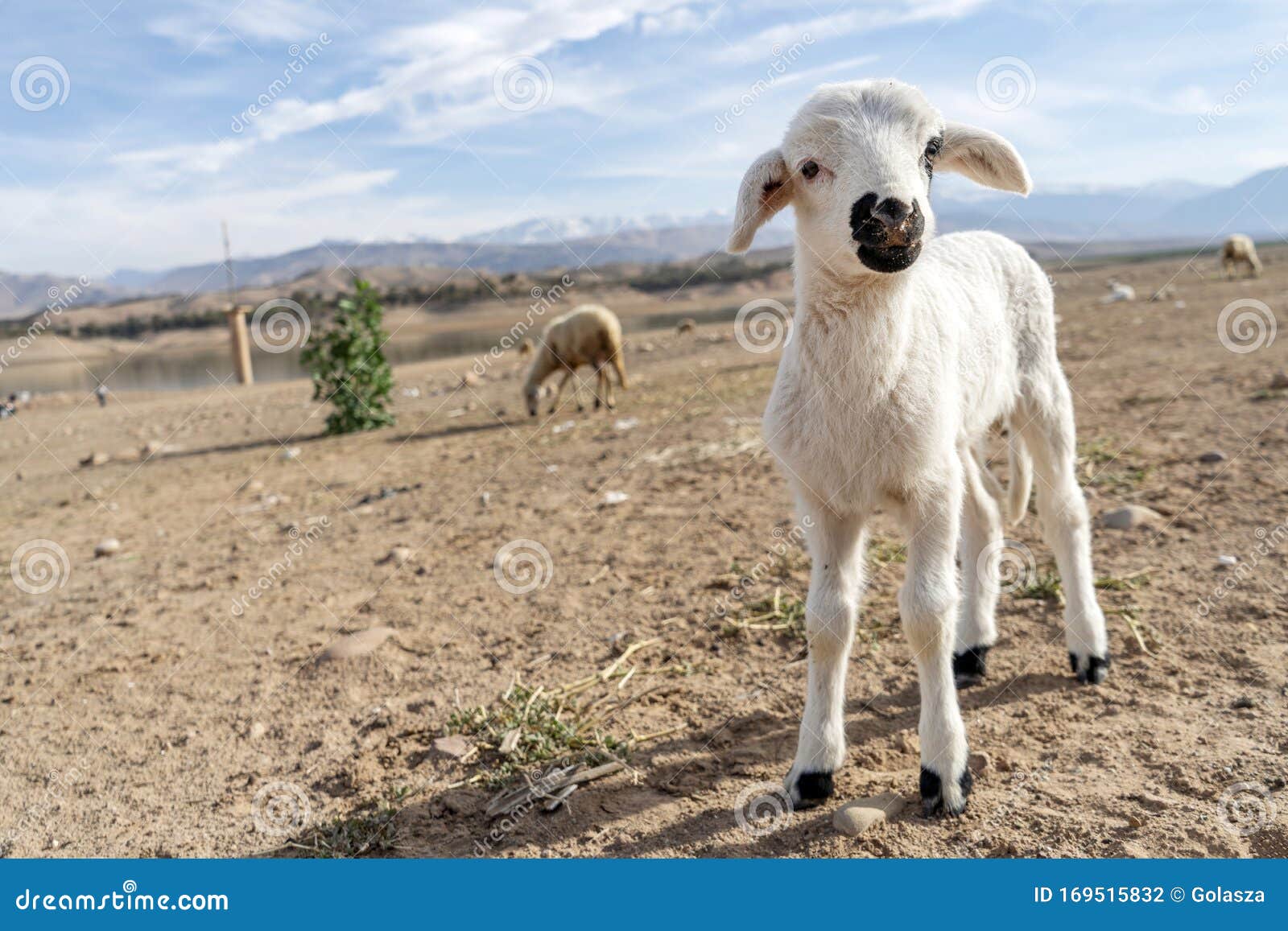 Cute White Lamb with Black Nose Looking into Camera Stock Photo - Image ...