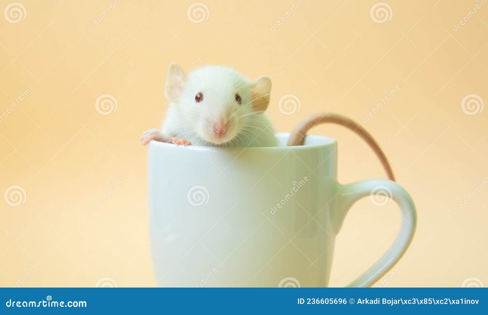 Cute white mouse in a cup stock photo. Image of face - 236605696