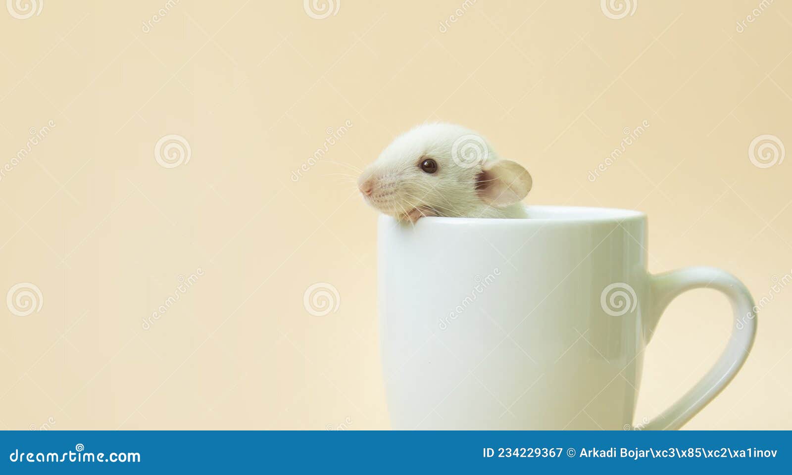 Cute white mouse in a cup stock image. Image of greeting - 234229367