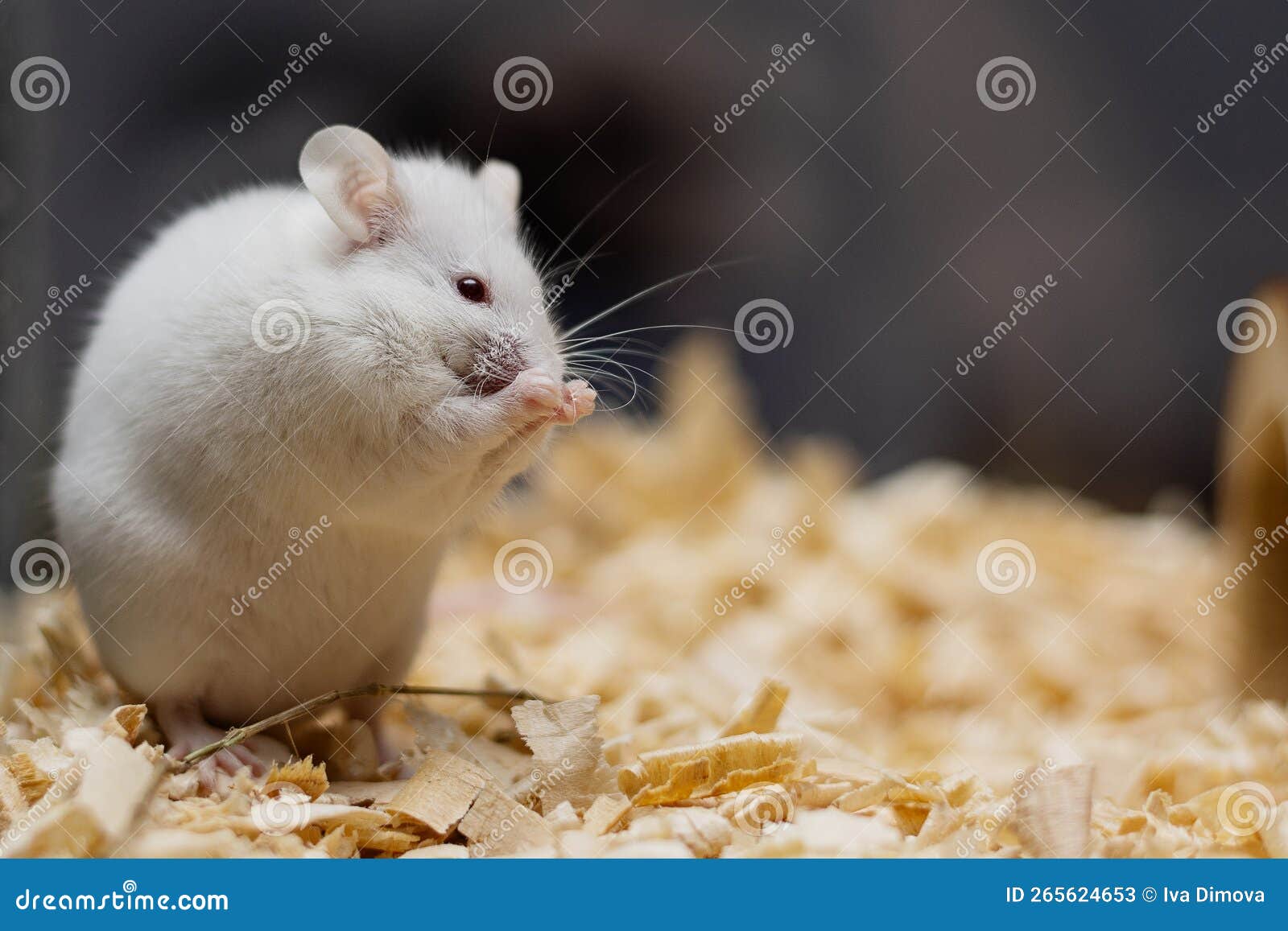 Cute White Mouse with Red Eyes Sitting on Hind Legs. the Front Legs are in Front of the Muzzle ...