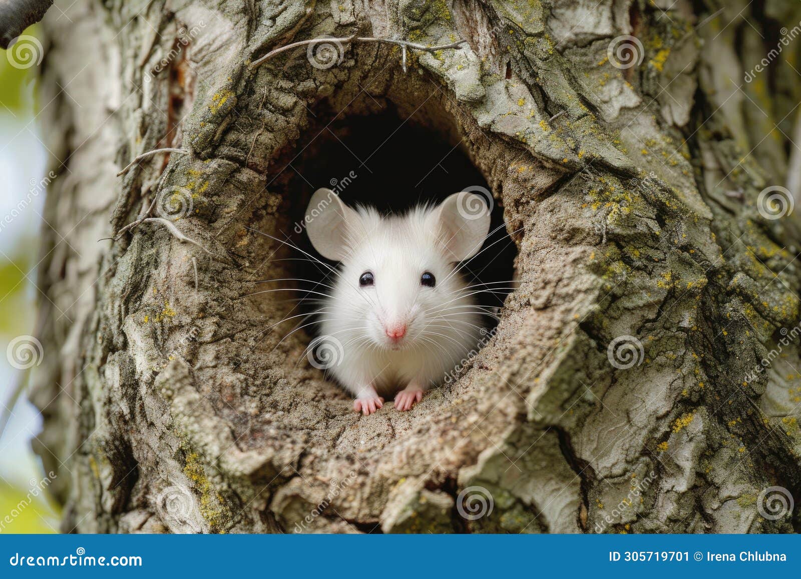 Cute White Mouse in the Tree Hole Stock Illustration - Illustration of ...