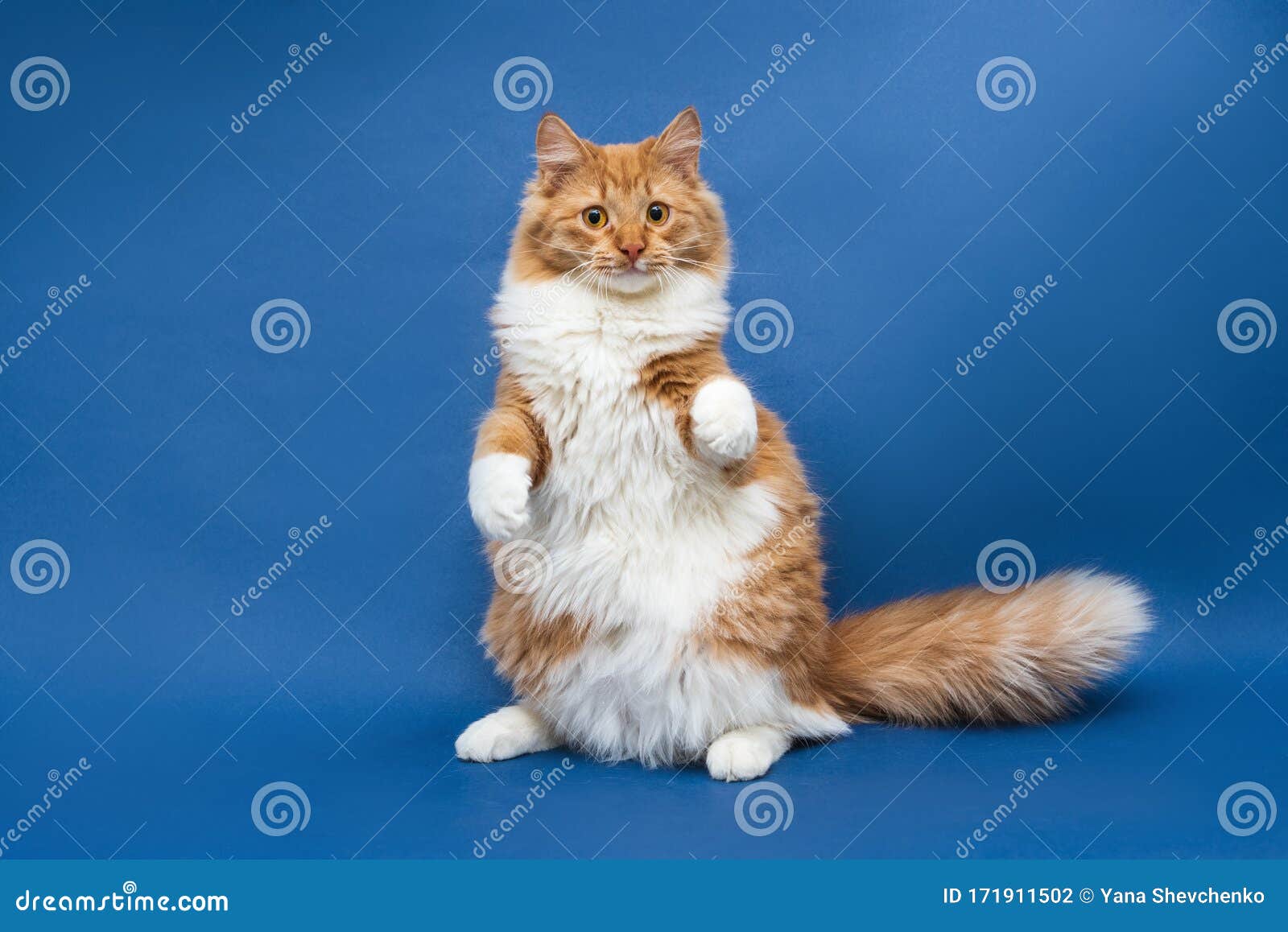 Cute White-orange Cat Standing on Back Feet Stock Photo - Image of pose ...