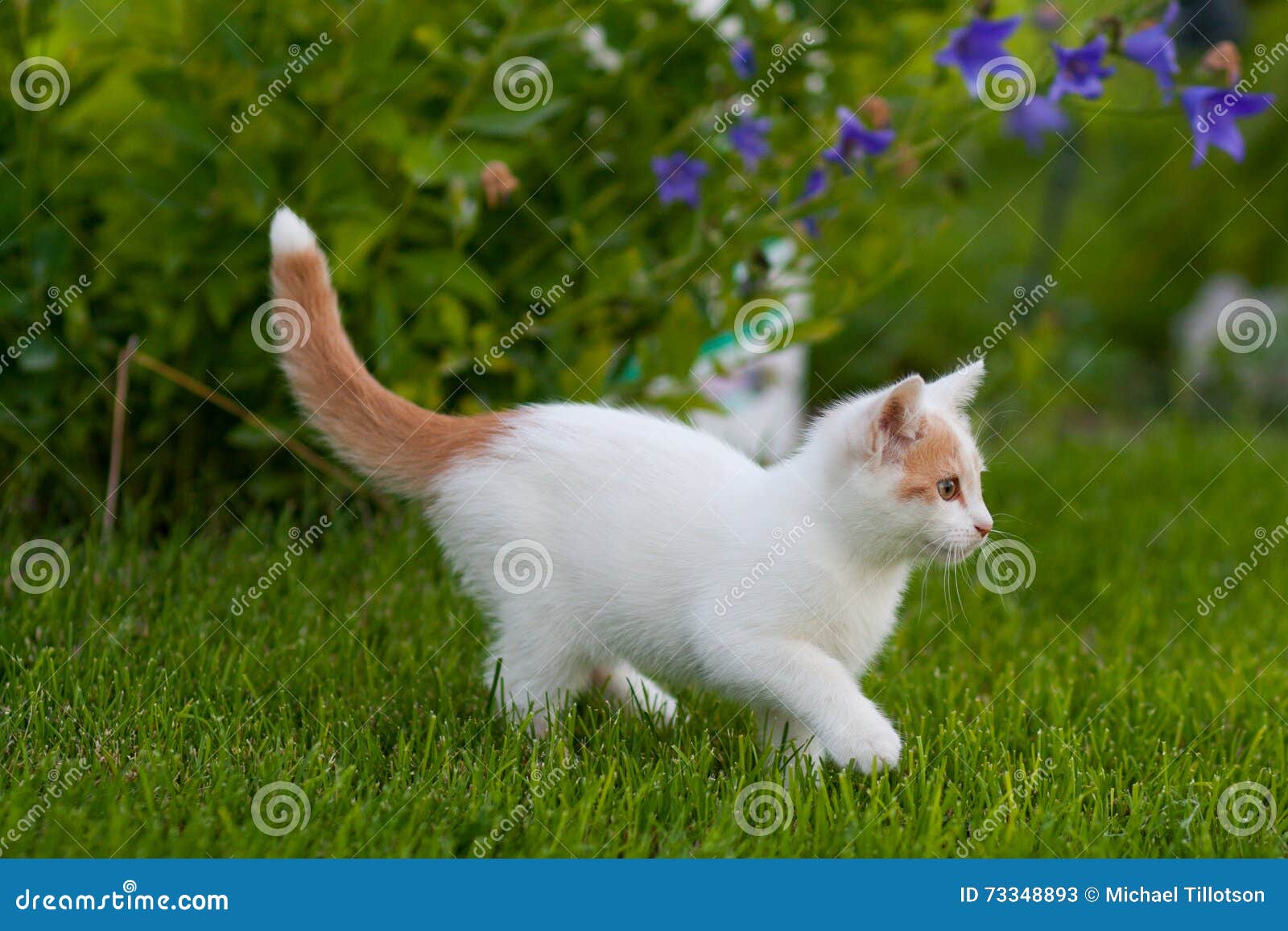 A Cute White & Orange Kitten Stalking through the Grass Stock Image ...