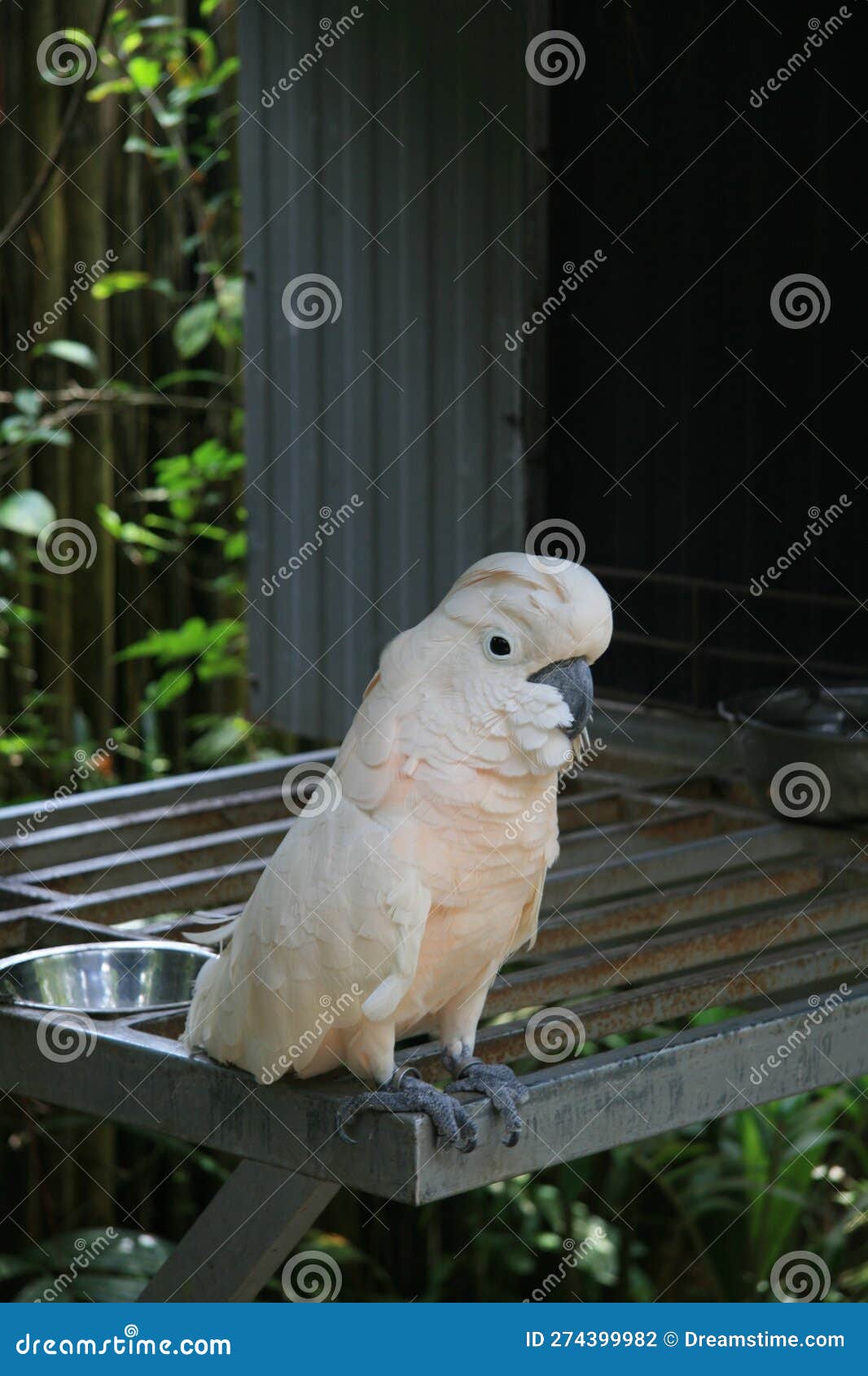 Cute white perrot stock photo. Image of nature, white - 274399982