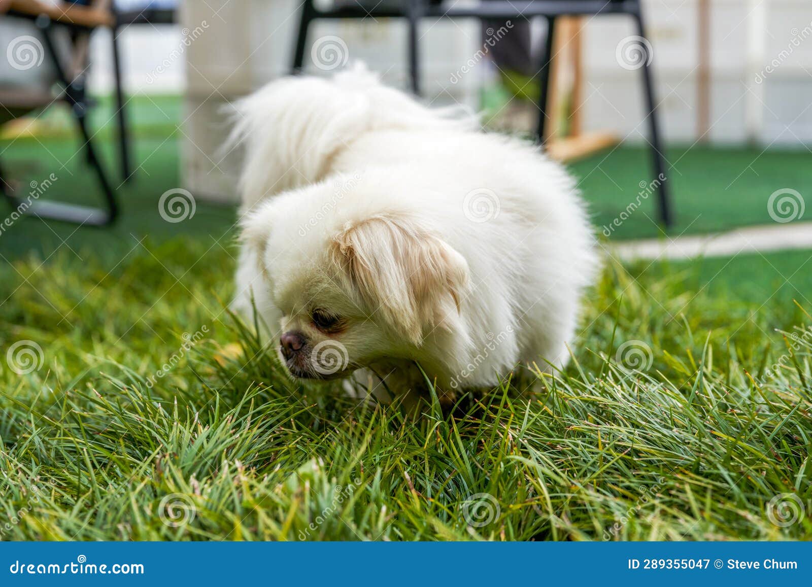 A cute white pet puppy dog stock image. Image of canine - 289355047