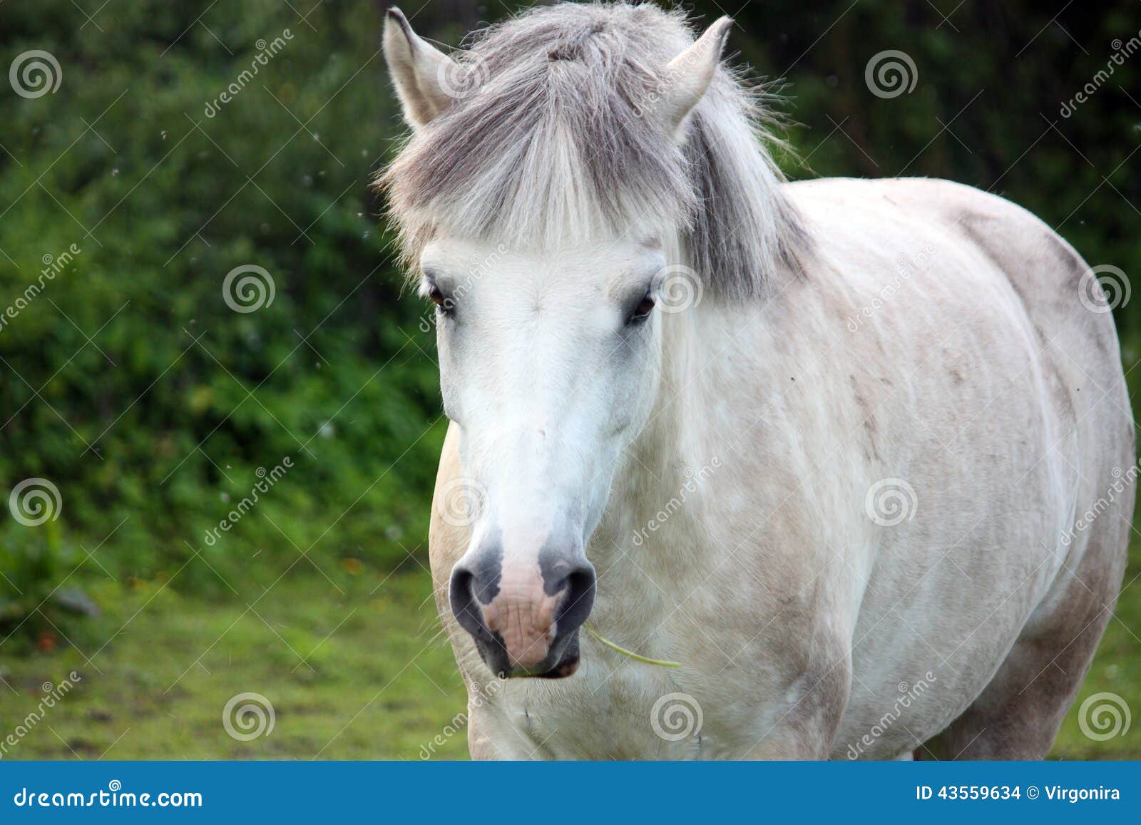 Cute white pony stock photo. Image of shetland, grass - 43559634