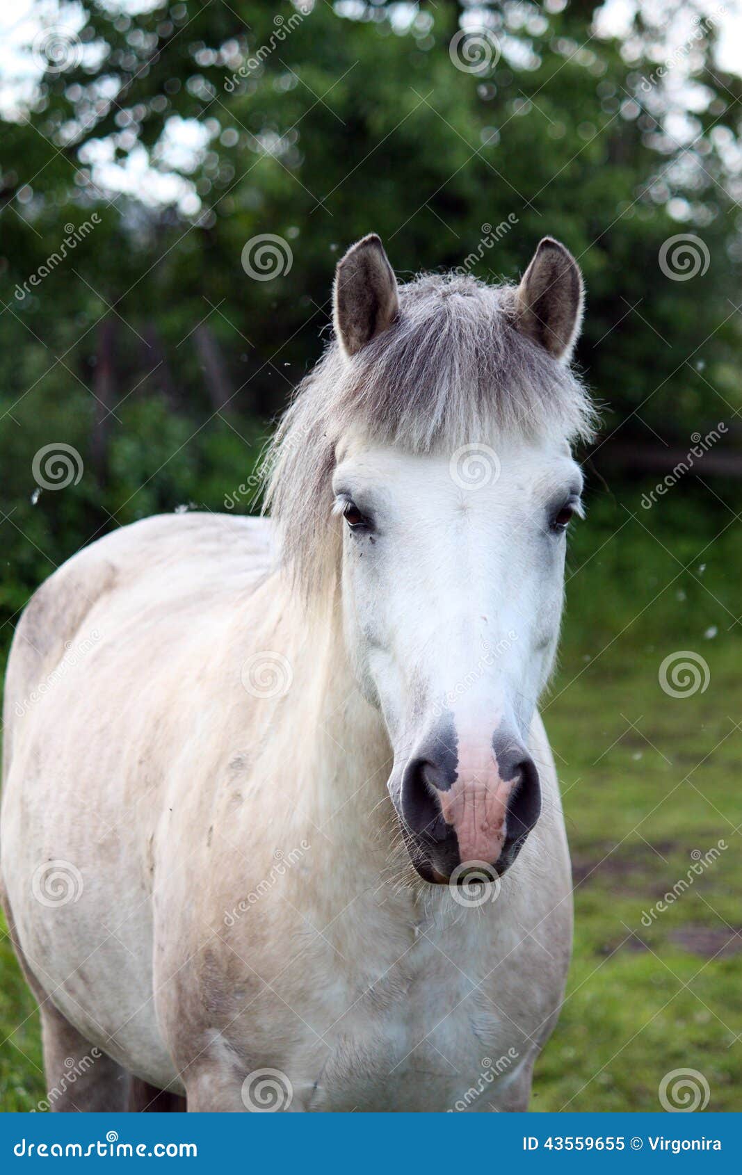 Cute white pony stock image. Image of shetland, stud - 43559655