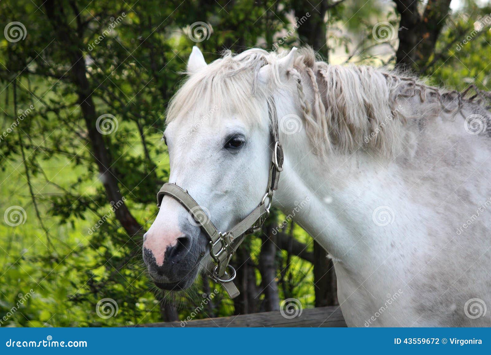 Cute white pony stock photo. Image of paddock, pony, stallion - 43559672