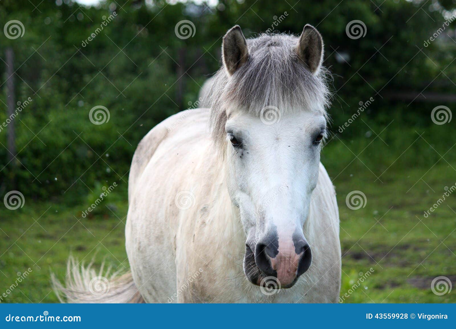 Cute white pony stock photo. Image of livestock, mare - 43559928