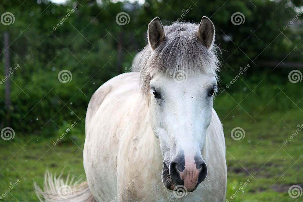 Cute white pony stock photo. Image of livestock, mare - 43559928