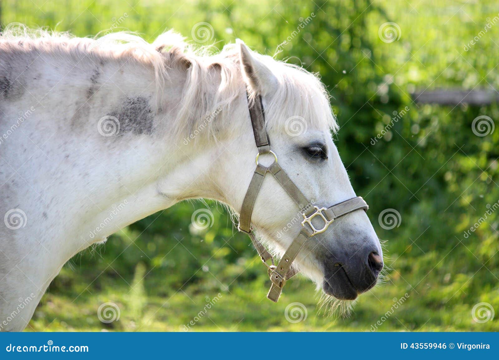 Cute white pony stock photo. Image of portrait, animal - 43559946