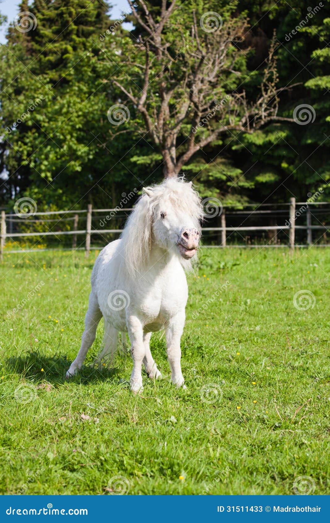 Cute white pony stock image. Image of animal, landscape - 31511433