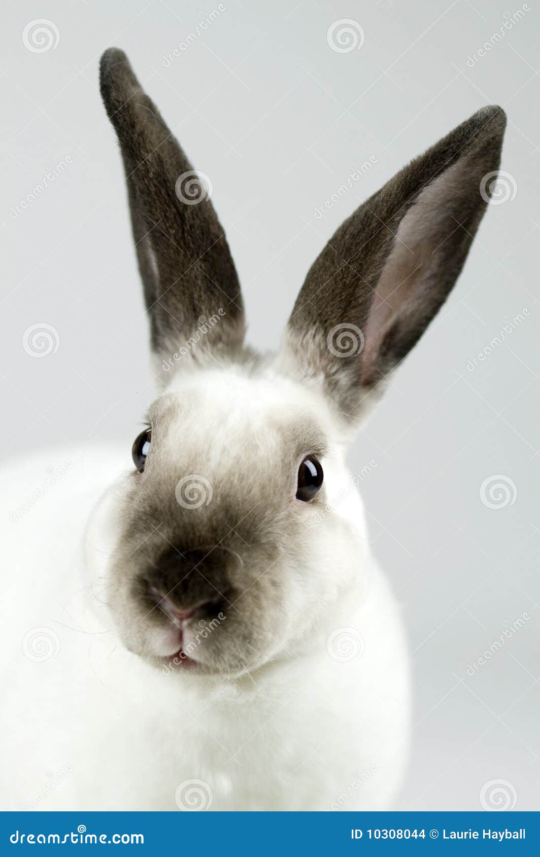 Cute white rabbit stock photo. Image of little, nosy - 10308044