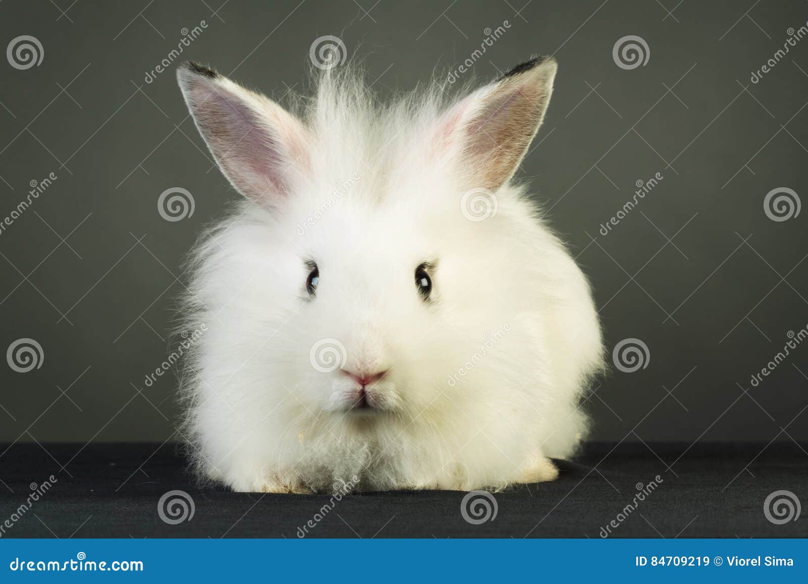 Cute White Rabbit with Big Ears Stock Image - Image of rabbit, white ...
