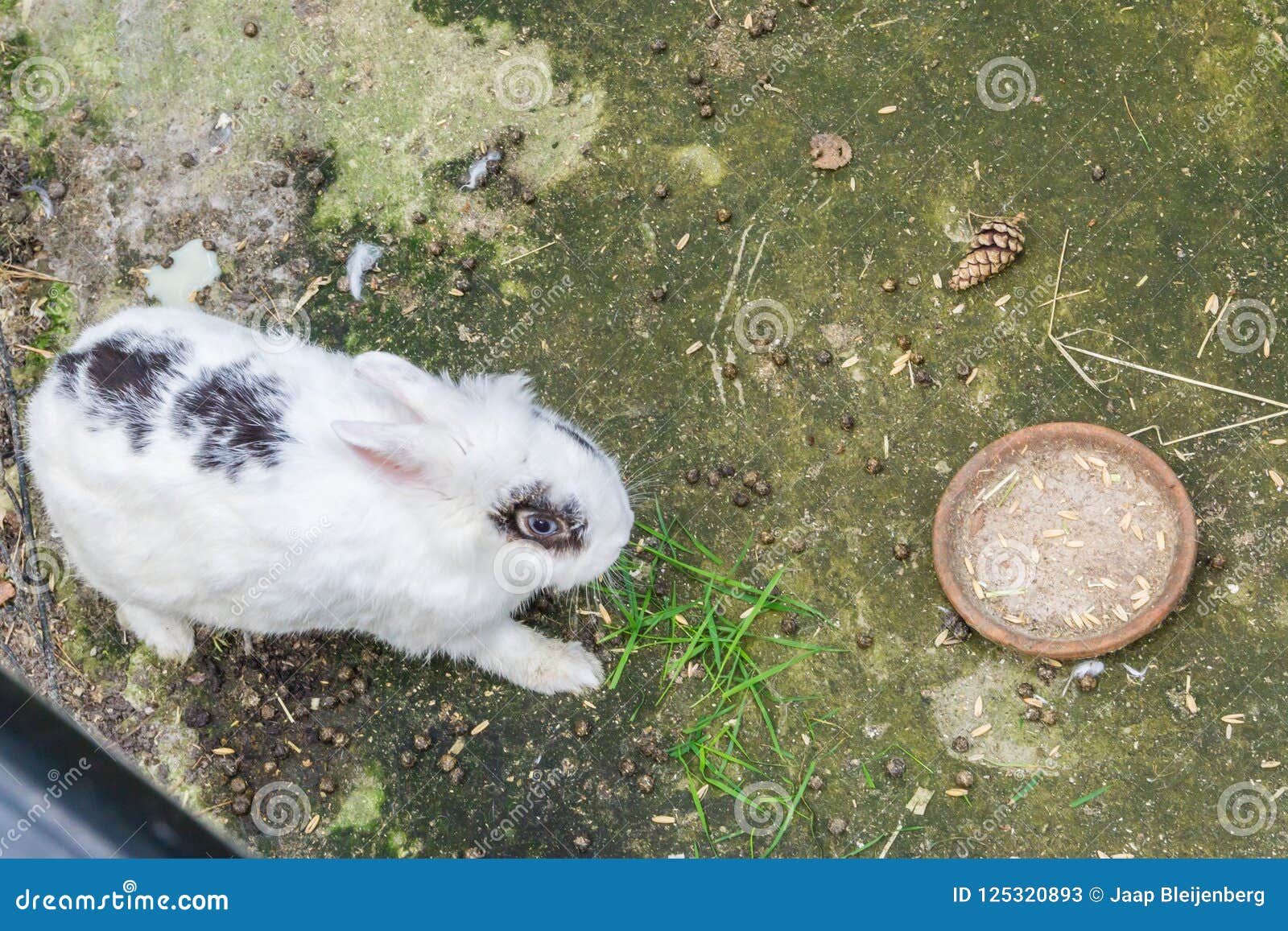 Cute White Rabbit with Blue Eyes Macro Close Up Stock Image - Image of ...