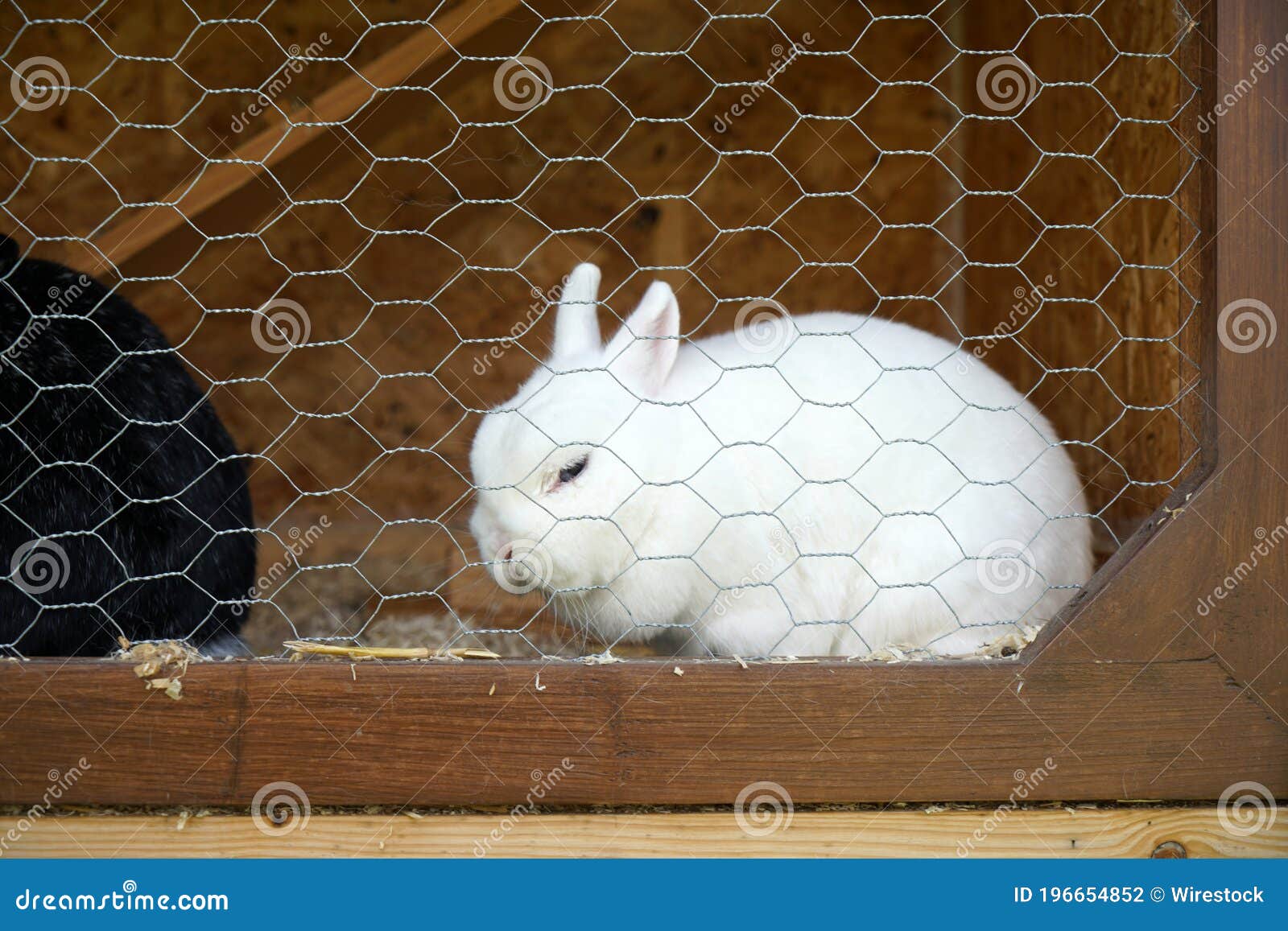 Cute White Rabbit in a Cage Stock Photo - Image of adorable, tail ...