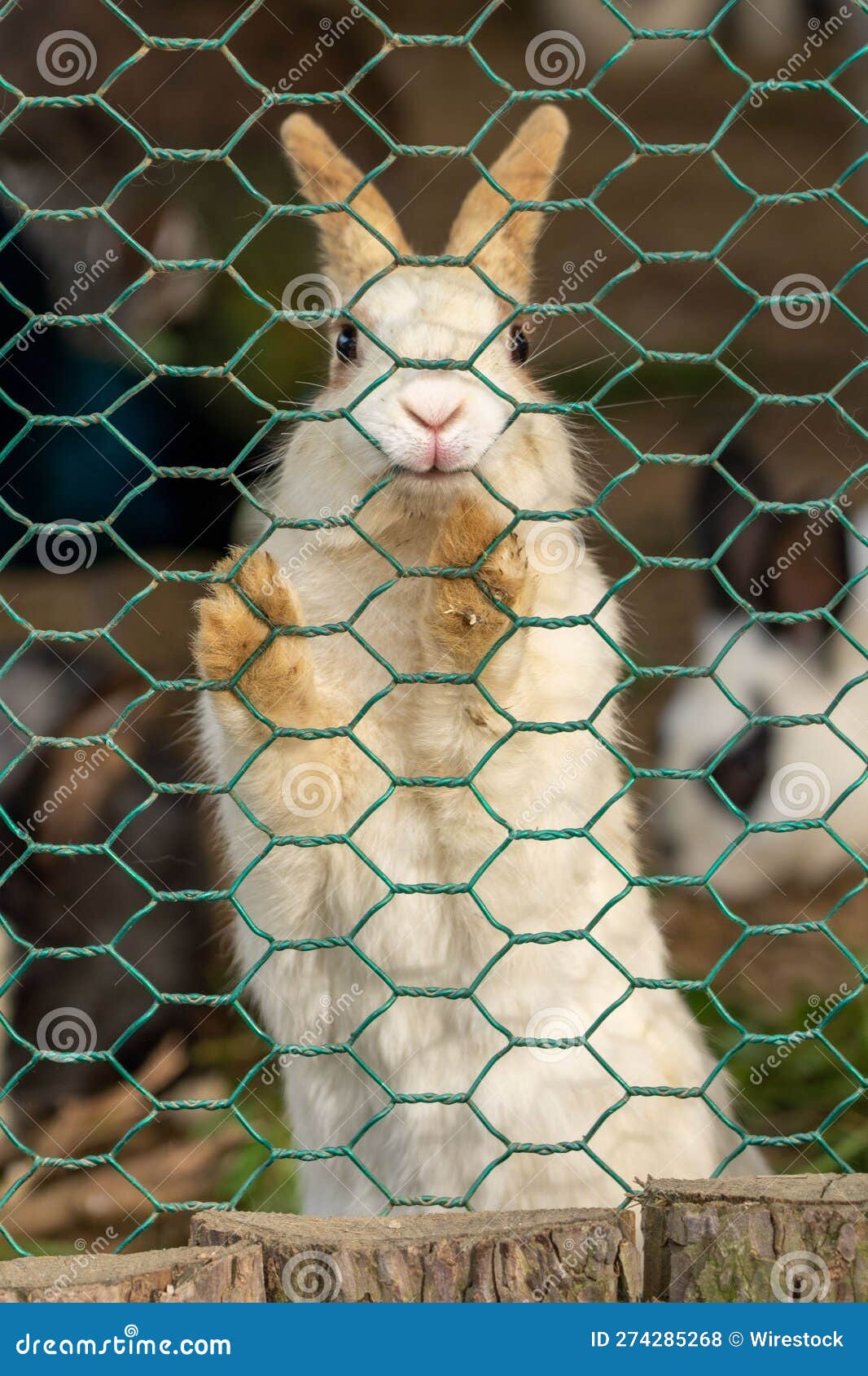 Cute White Rabbit in a Cage. Stock Photo - Image of alert, ears: 274285268